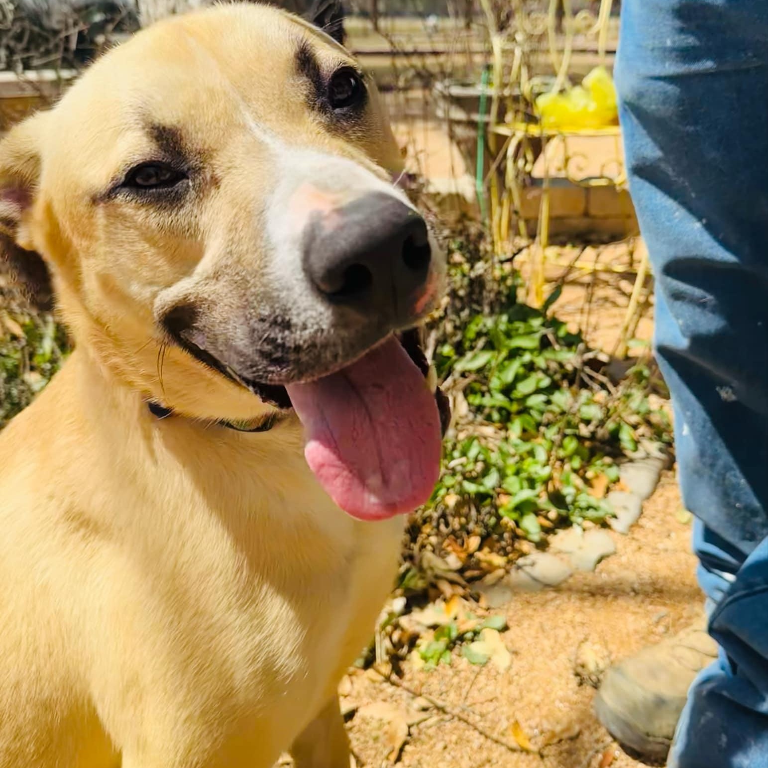 Dog for adoption - Bear, an American Staffordshire Terrier Mix in Akron ...