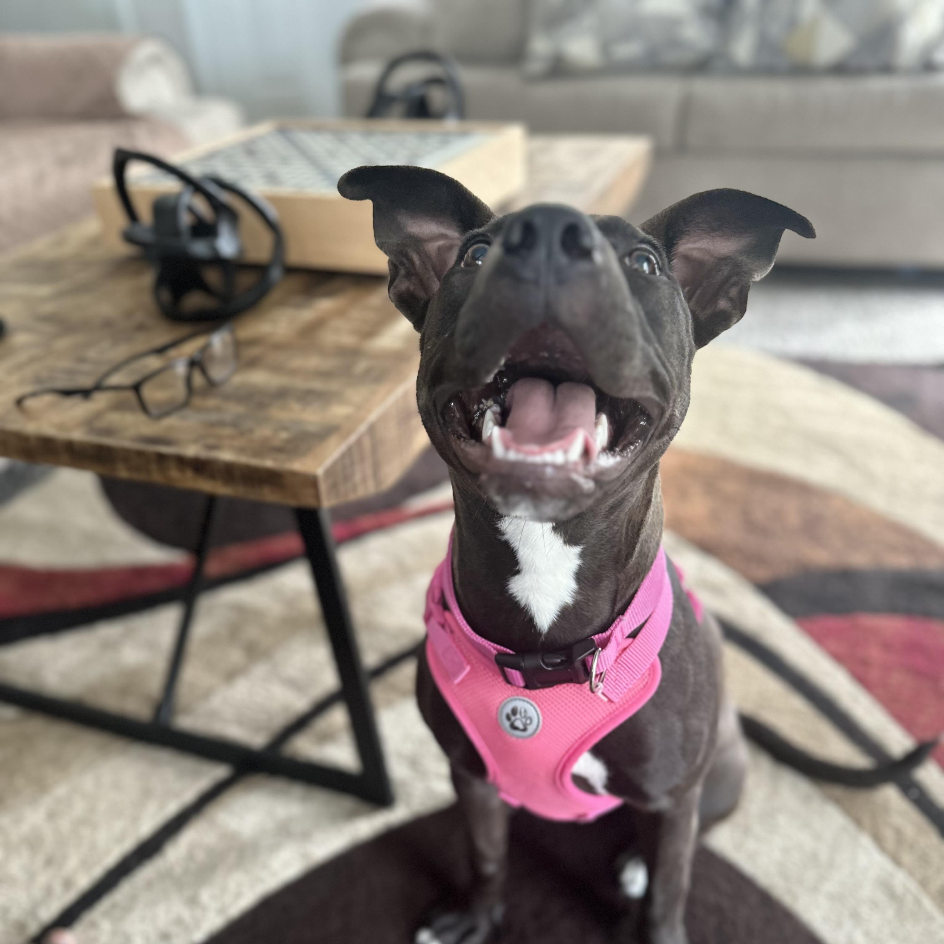 Dog for adoption - Suma, a Mixed Breed in Dallas, TX | Petfinder