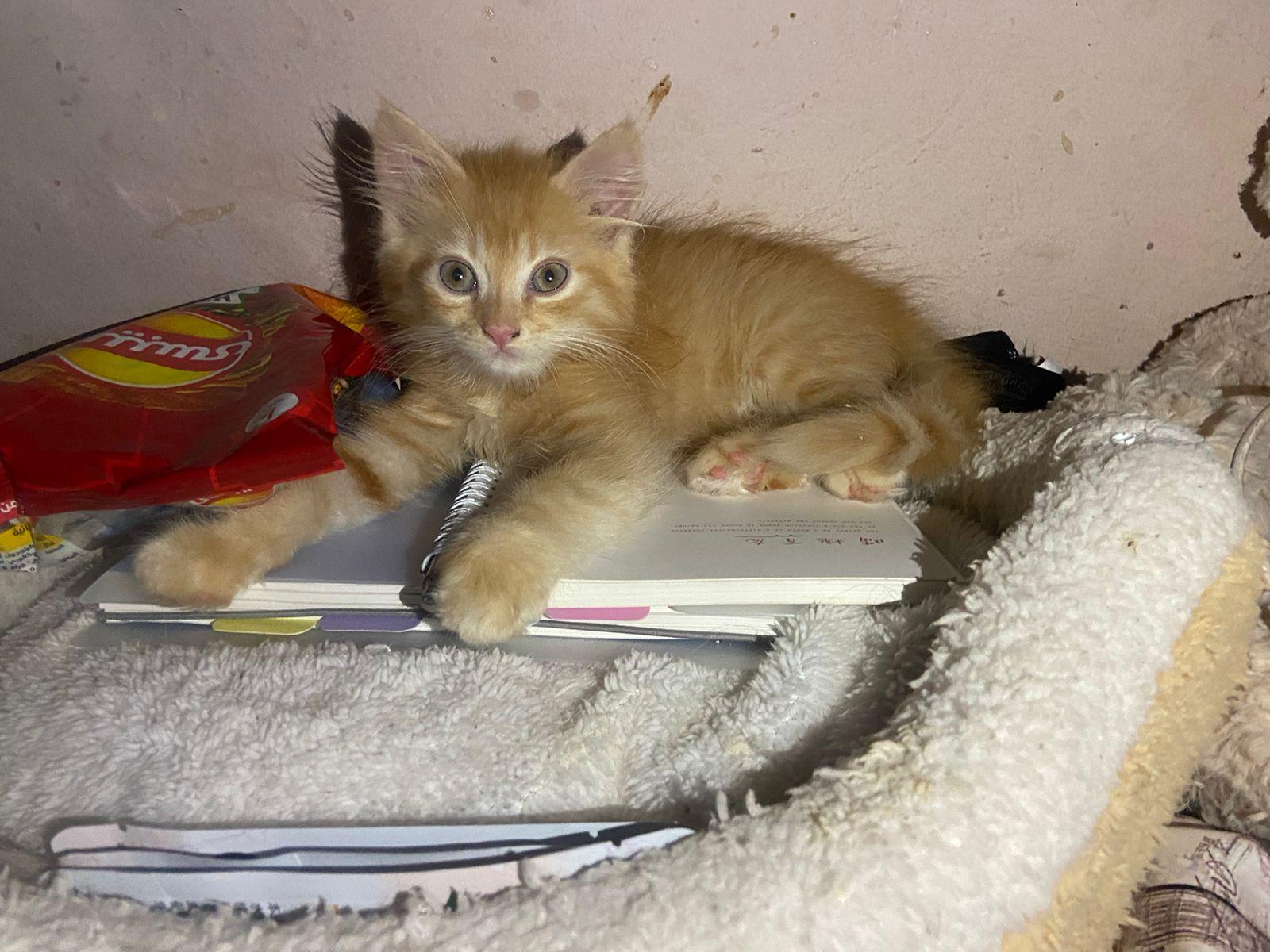 Cat for adoption - Cheeto C, a Maine Coon & Norwegian Forest Cat Mix in Brampton, ON | Petfinder