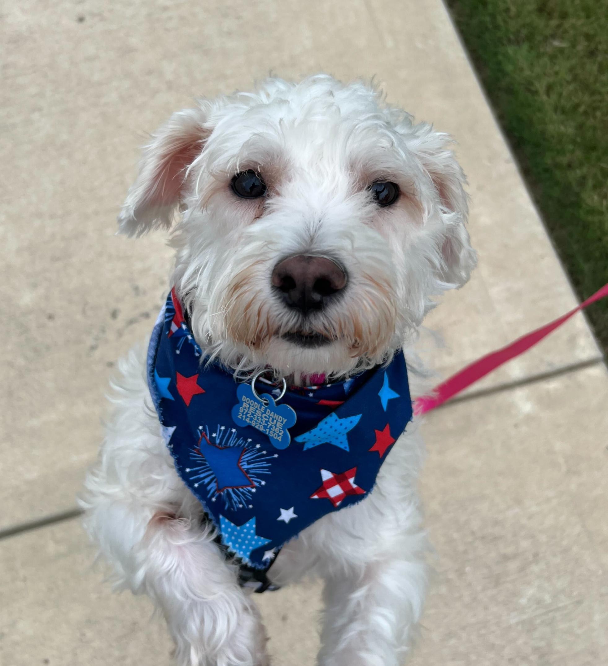 Dog for adoption - Lunacorn, a Schnoodle in Garland, TX | Petfinder