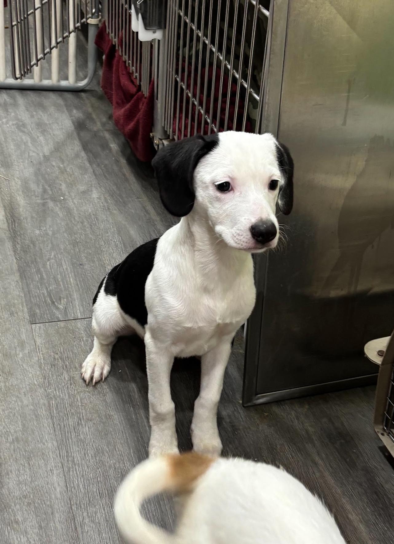 Dog for adoption - Pumba, a Mixed Breed in Buffalo, NY | Petfinder