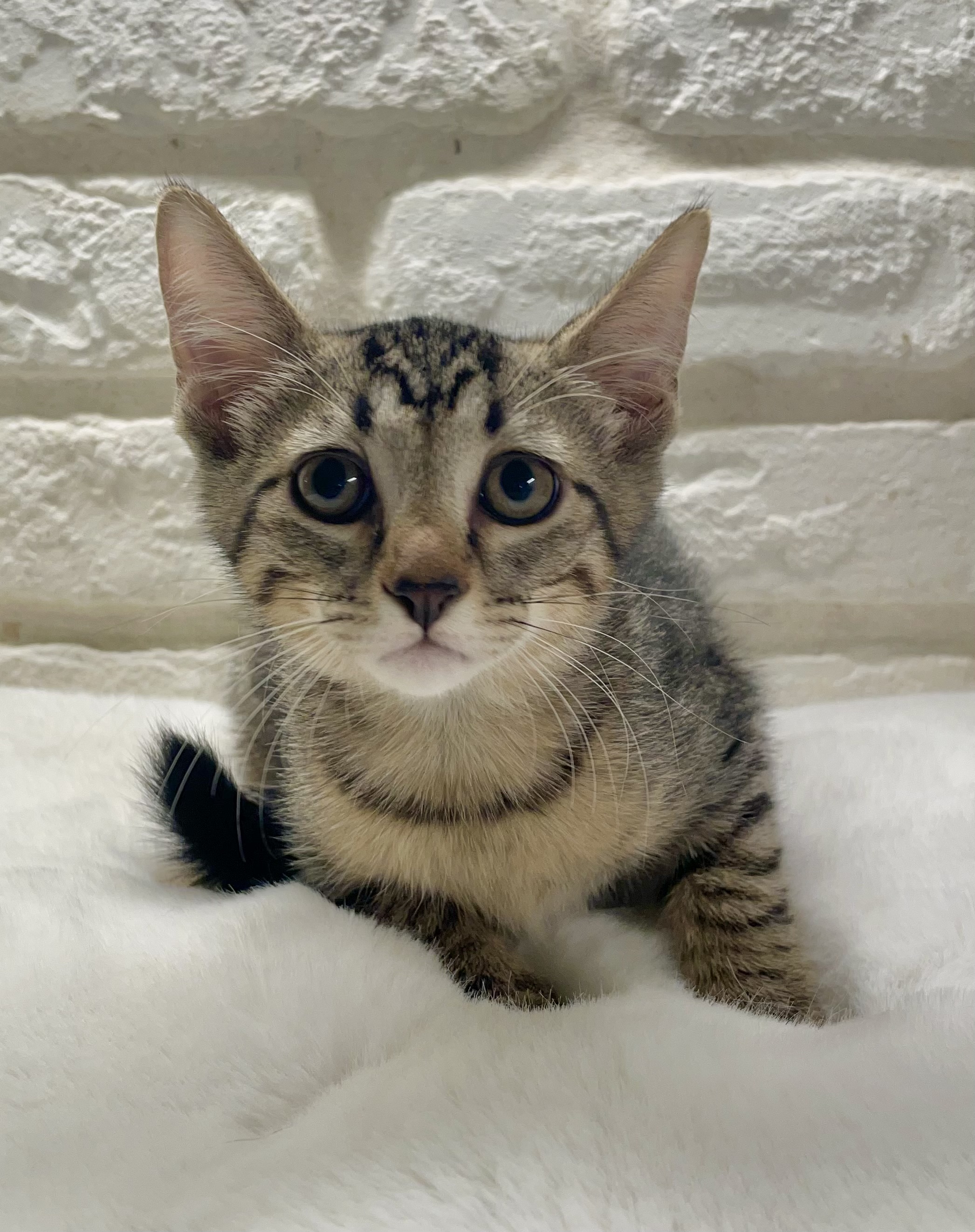Cat for adoption - Chicken - North Conroe Petsmart, a Tabby & Domestic ...