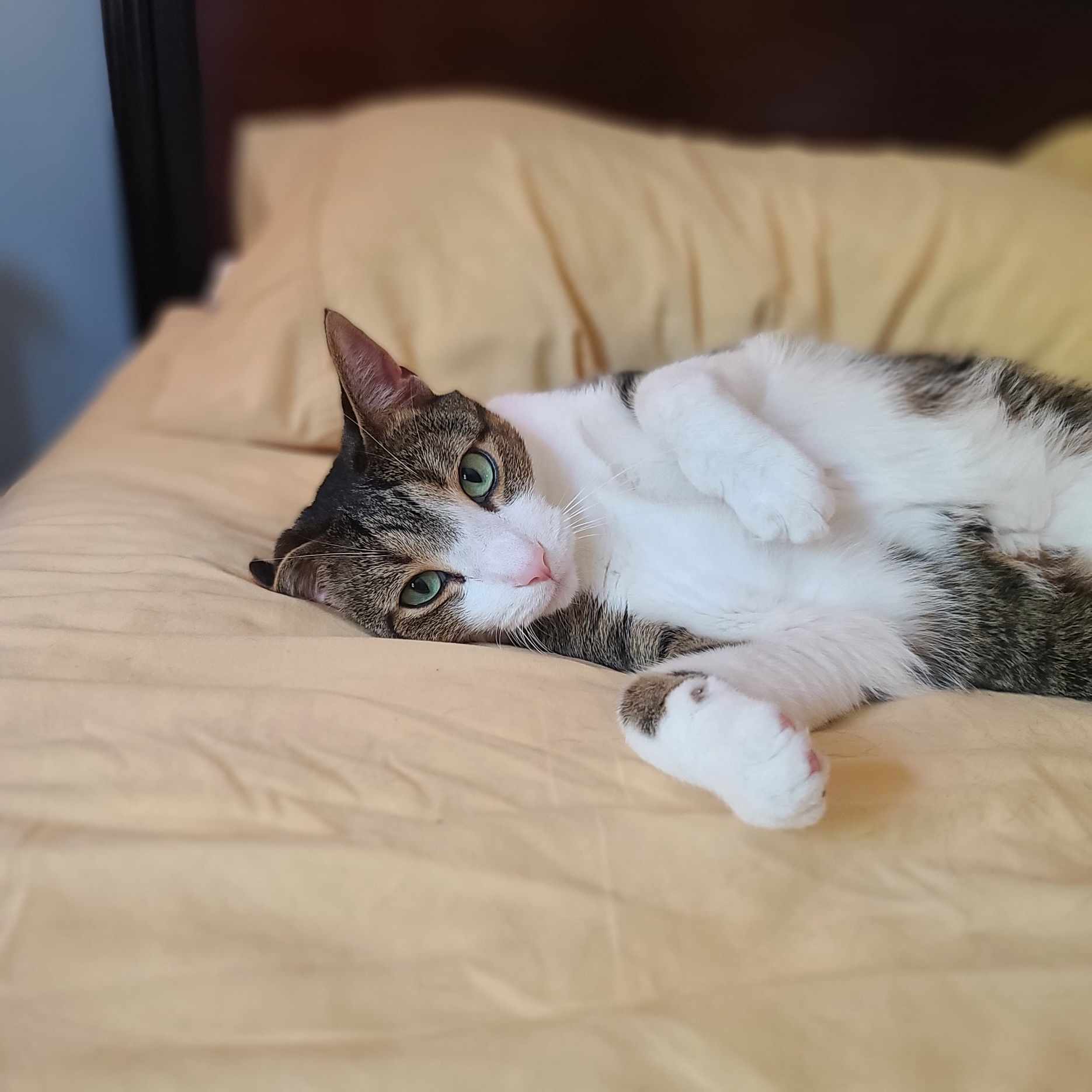 Cat for adoption - Trapeze, a Domestic Short Hair in Darien, IL | Petfinder