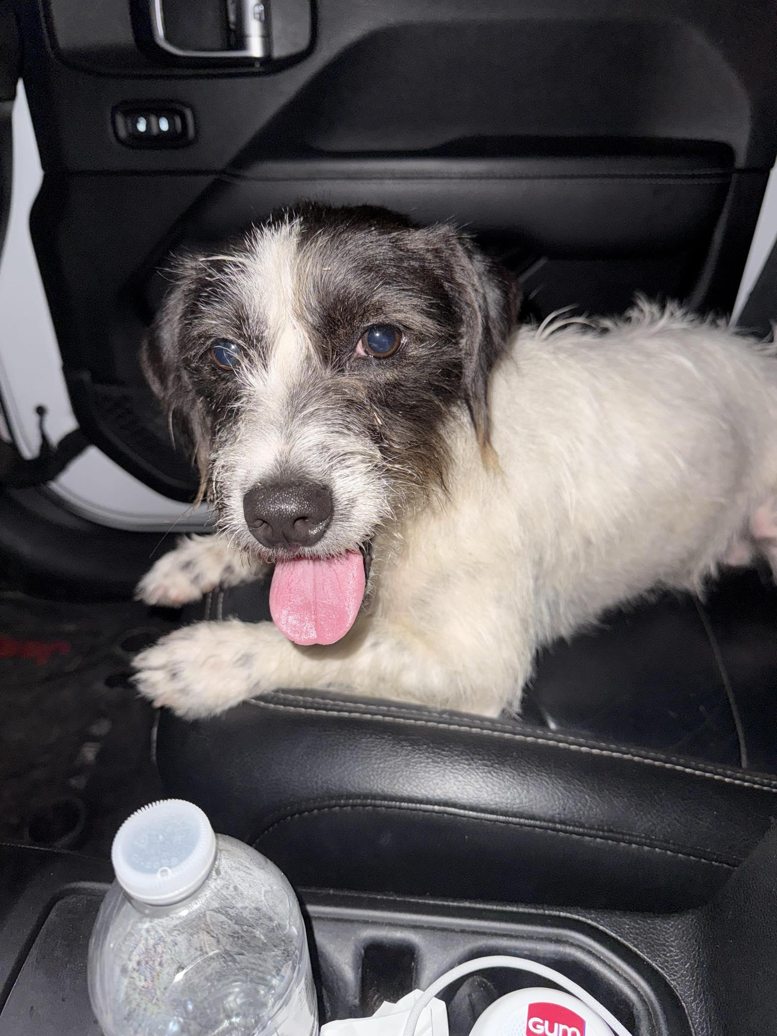 Dog for adoption - Oreo, a Cairn Terrier Mix in chicago, IL | Petfinder