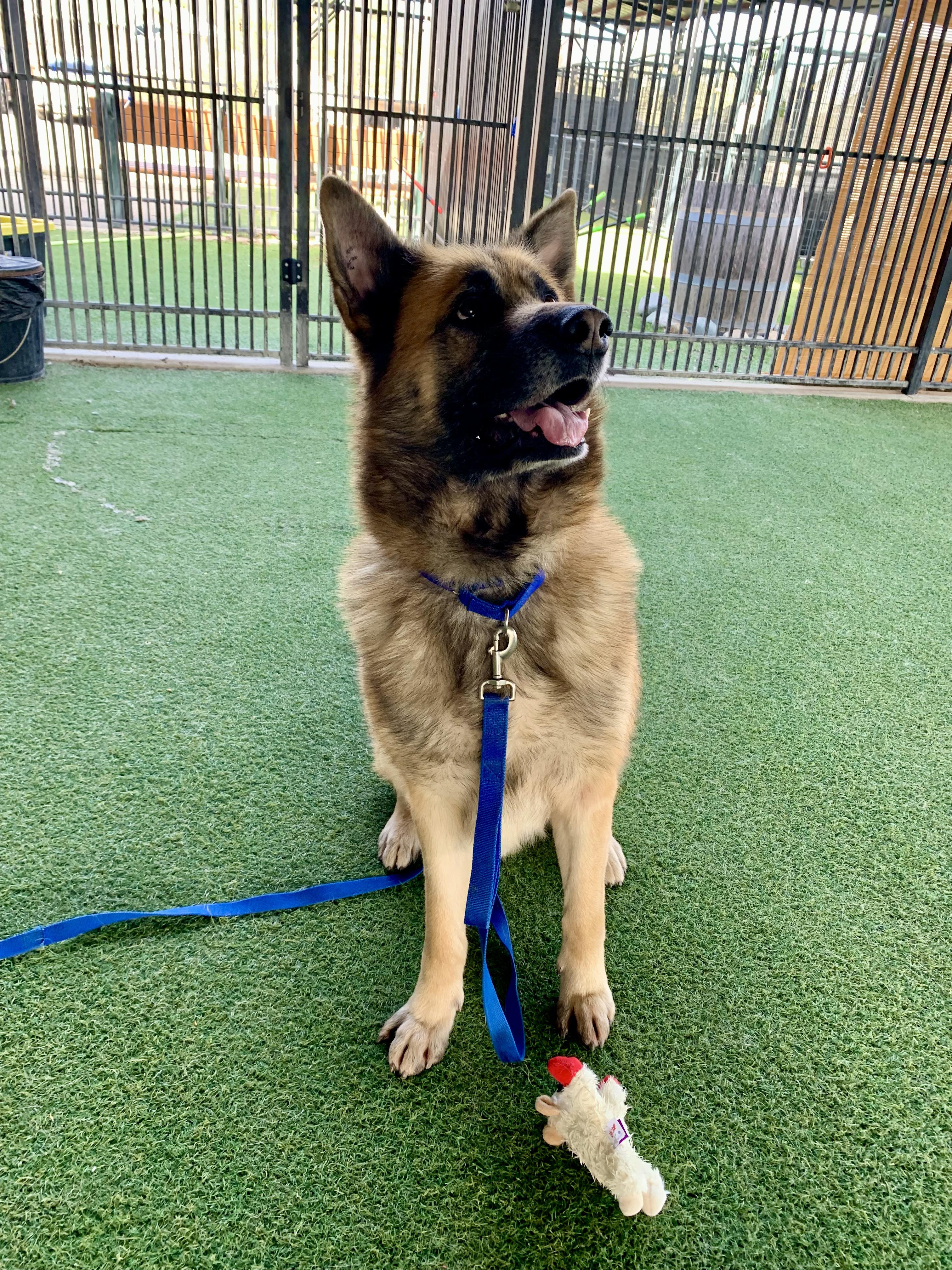 Tony - Adoptable Pet | Petfinder | Petfinder
