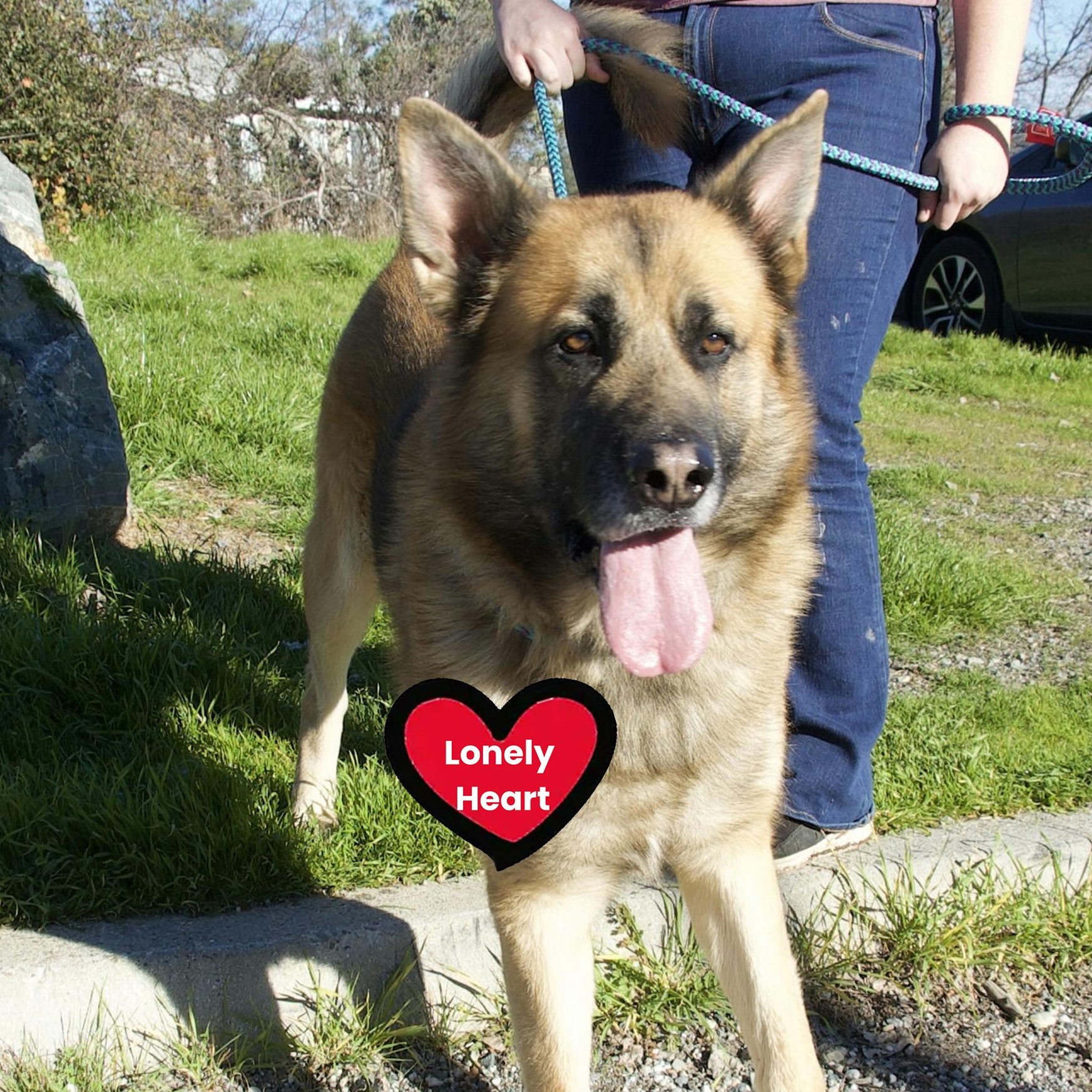 Tony - Adoptable Pet | Petfinder | Petfinder