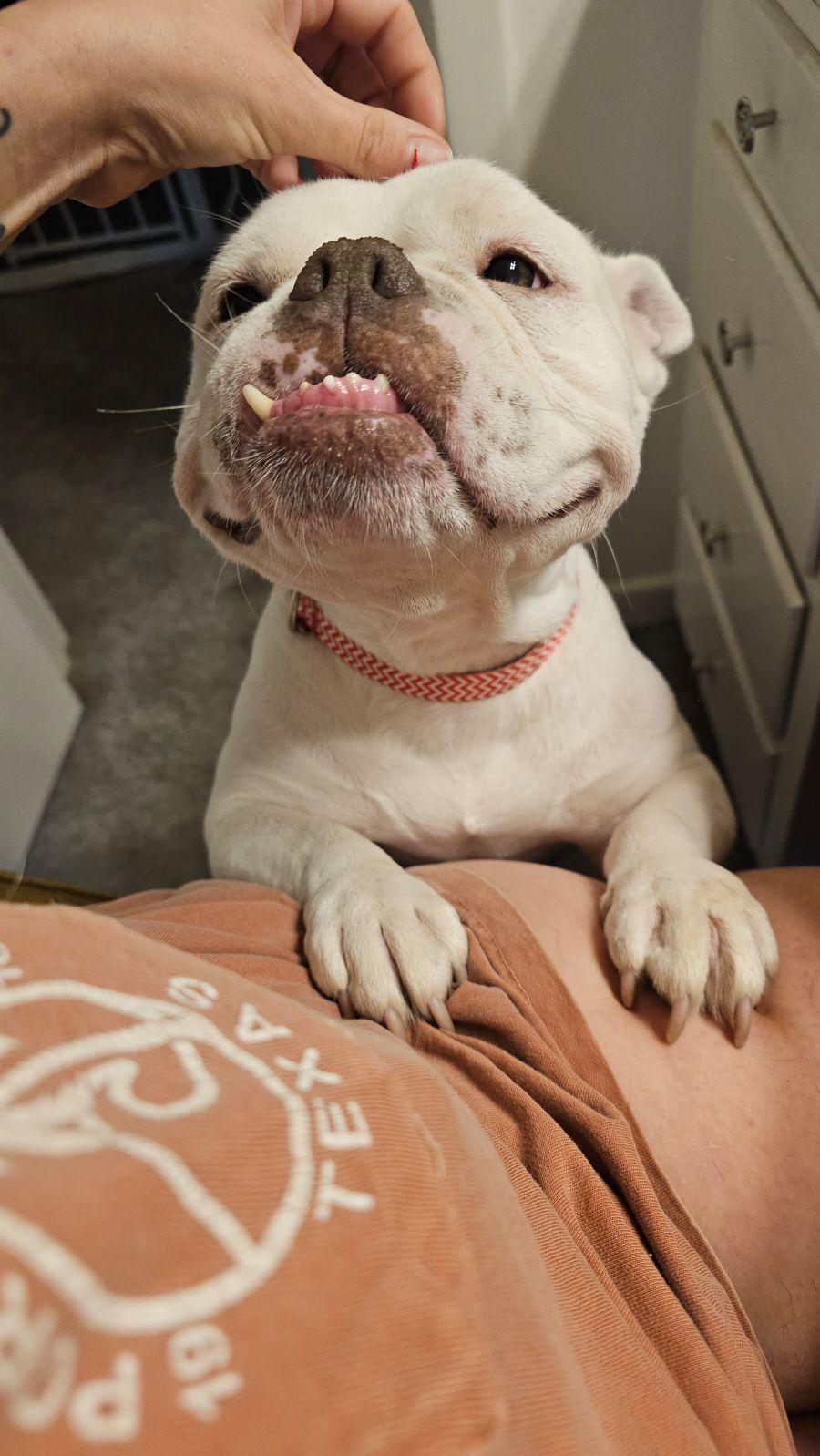 Dog for adoption - Petal, a Bulldog Mix in Haslet, TX | Petfinder