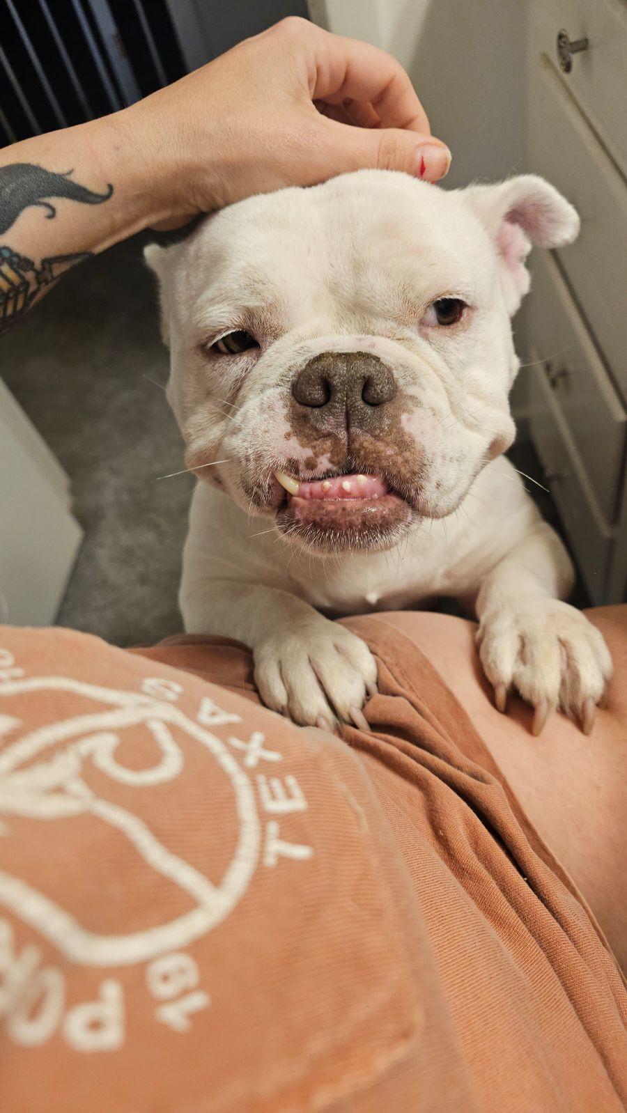 Dog for adoption - Petal, a Bulldog Mix in Haslet, TX | Petfinder