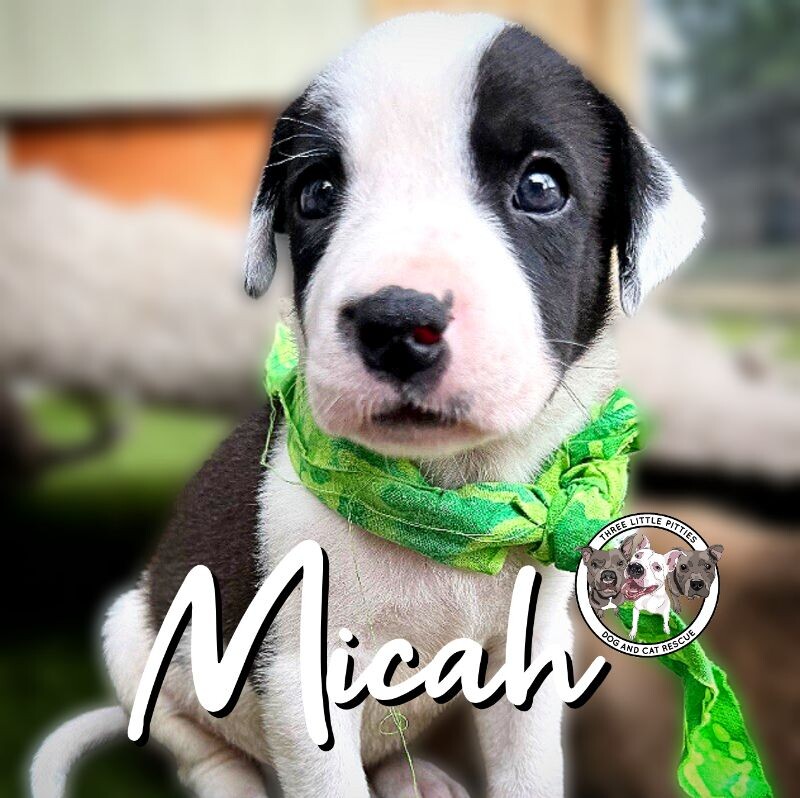 Dog for adoption - Micah Angel, a Pit Bull Terrier Mix in Twin Falls ...