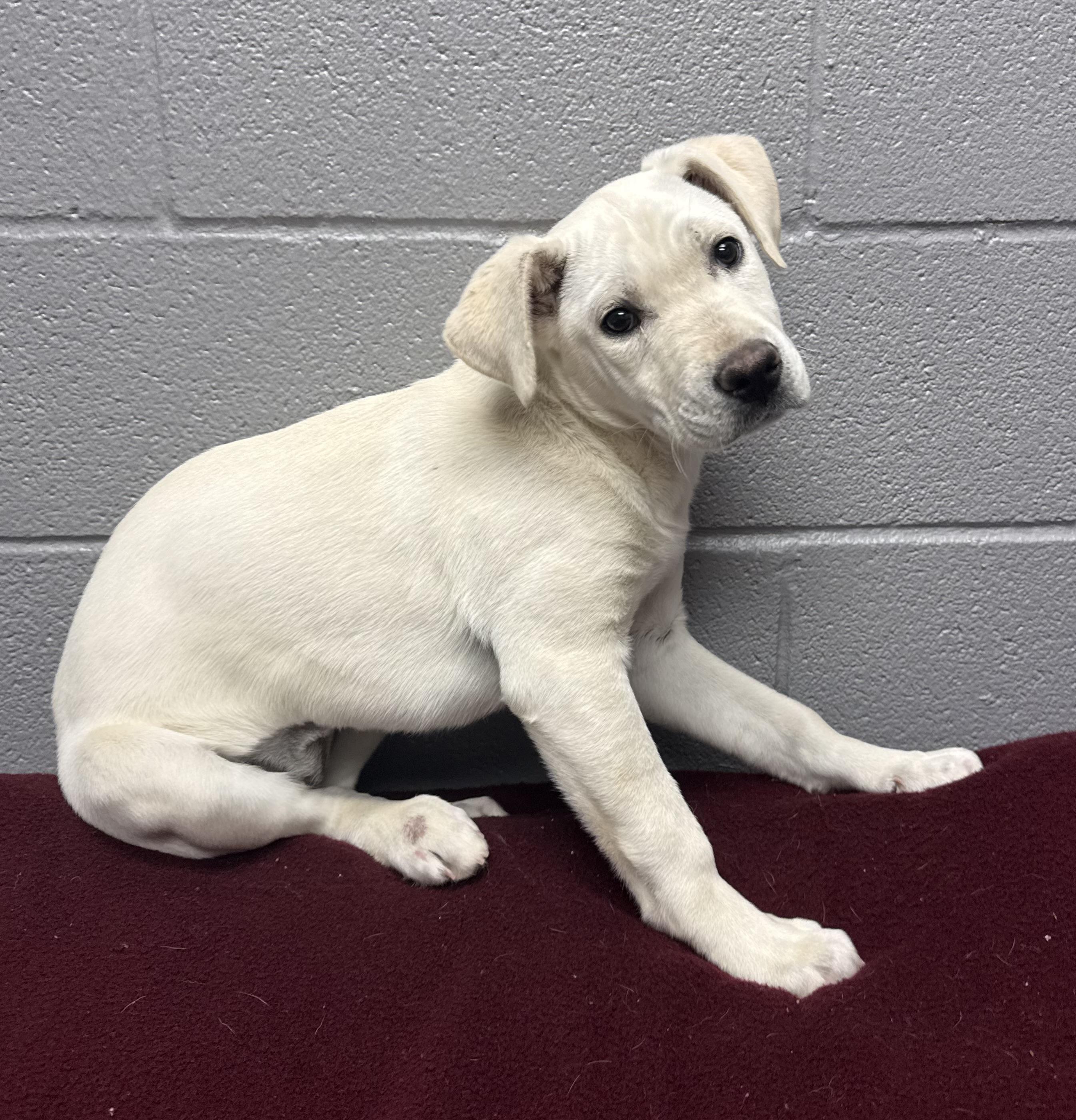 Dog for adoption - Doris, a Yellow Labrador Retriever in Belle Plaine ...