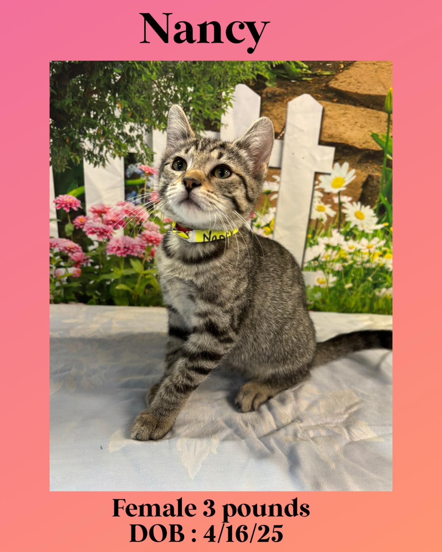 Cat for adoption - Nancy, a Domestic Short Hair in Manchester, CT ...