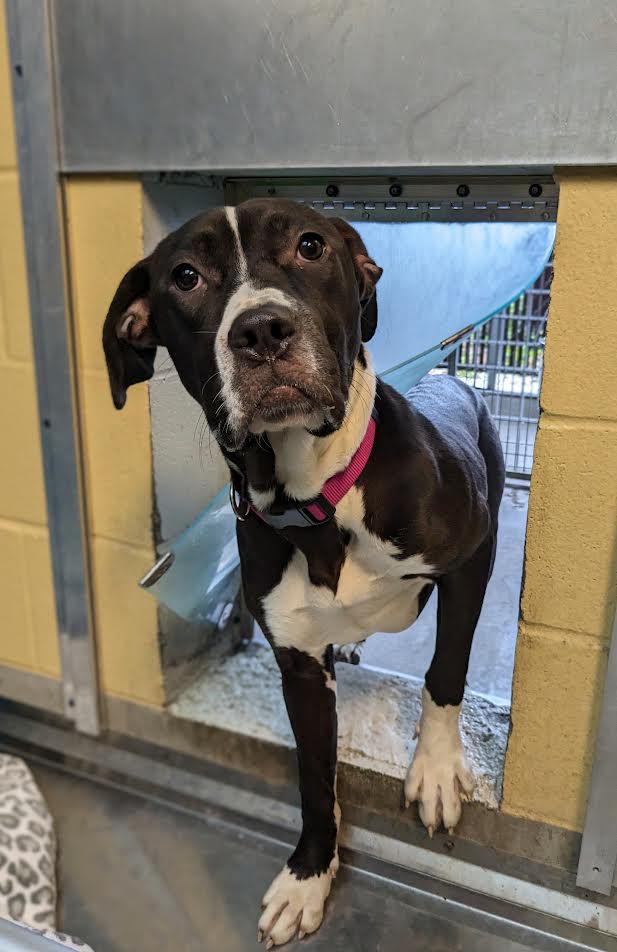 Whatcom Humane Society Adoption