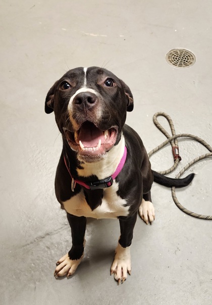 ADOPT - Whatcom Humane Society