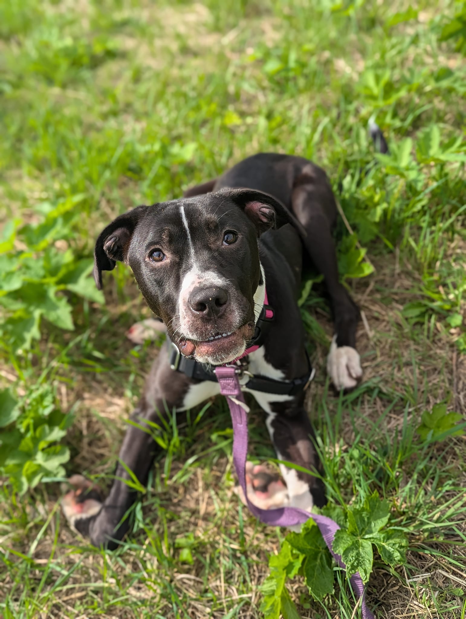 ADOPT - Whatcom Humane Society