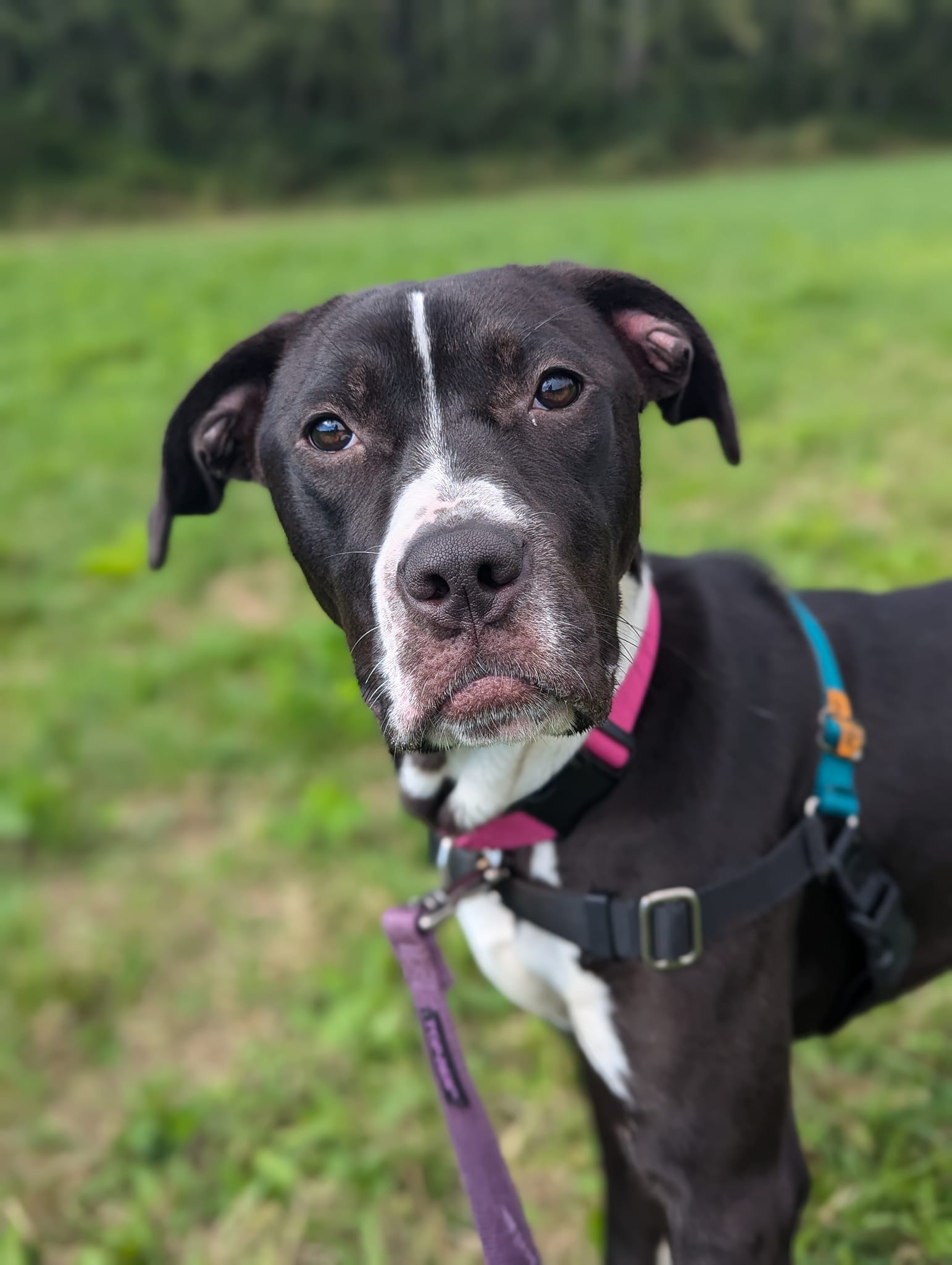 Whatcom Humane Society Adoption