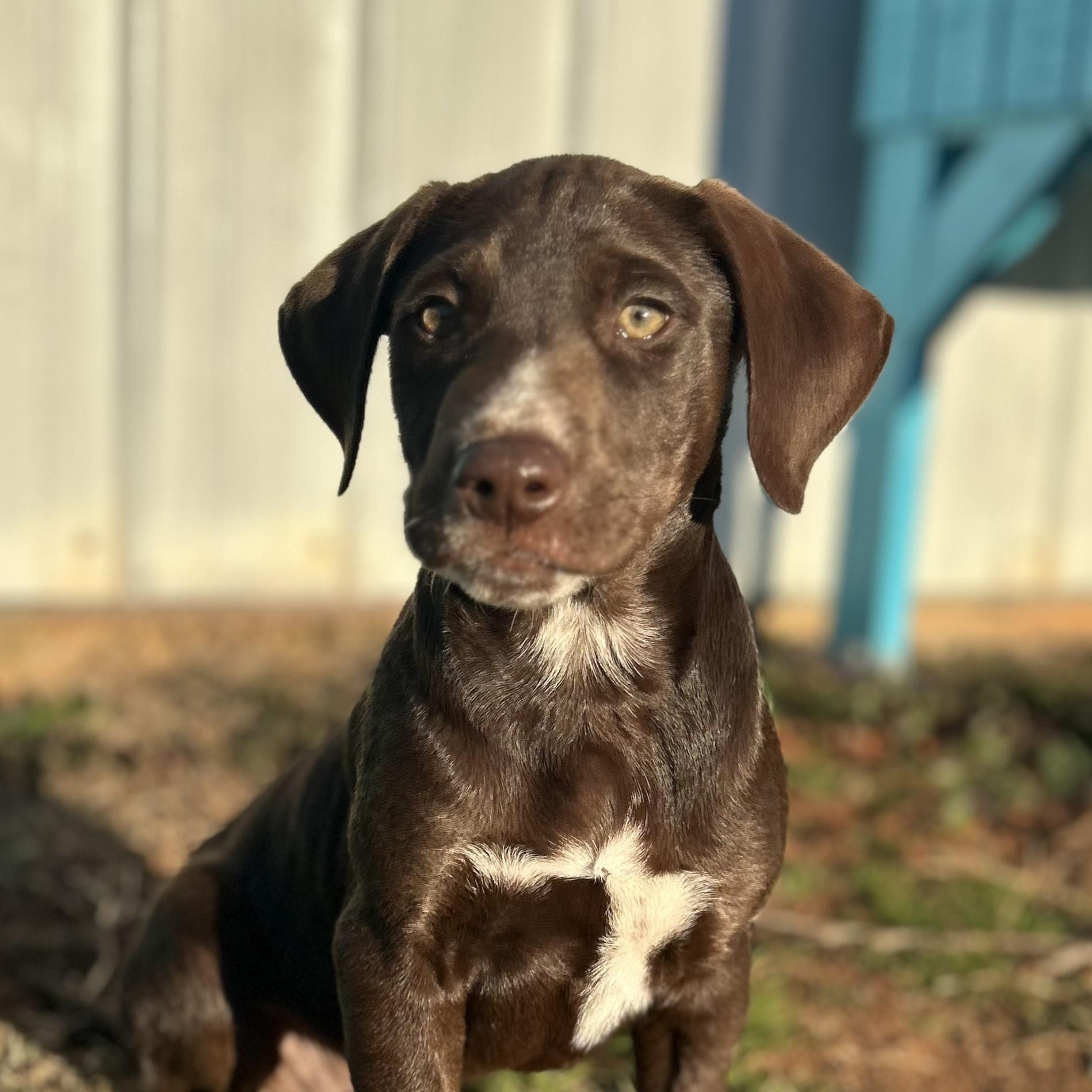 Dog for adoption - Grouper, a Labrador Retriever Mix in Buffalo, NY ...