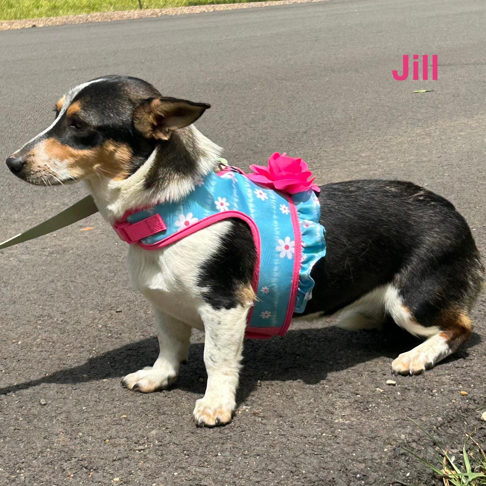 Dog for adoption - jill, a Basset Hound & Corgi Mix in Niles, MI ...