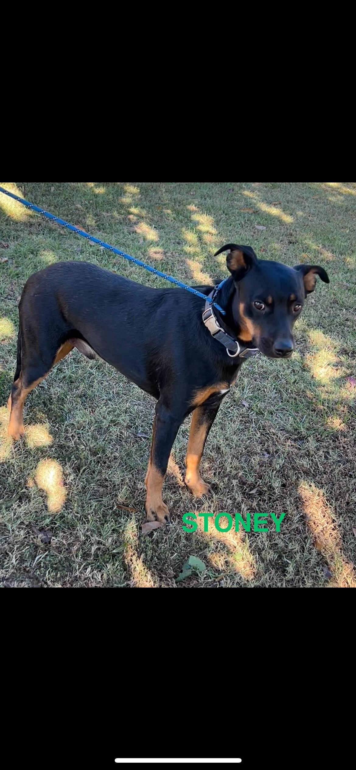 Dog for adoption - Stoney, an Australian Cattle Dog / Blue Heeler ...