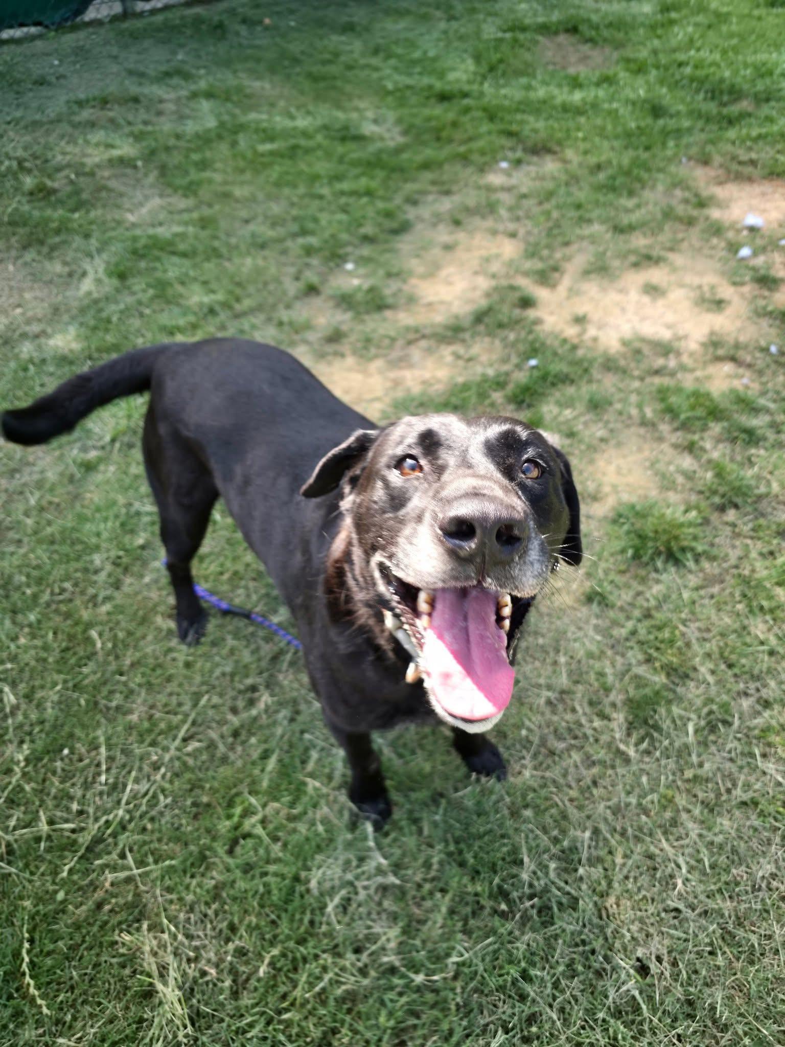 Dog for adoption - Buster, a Black Labrador Retriever Mix in Lancaster ...