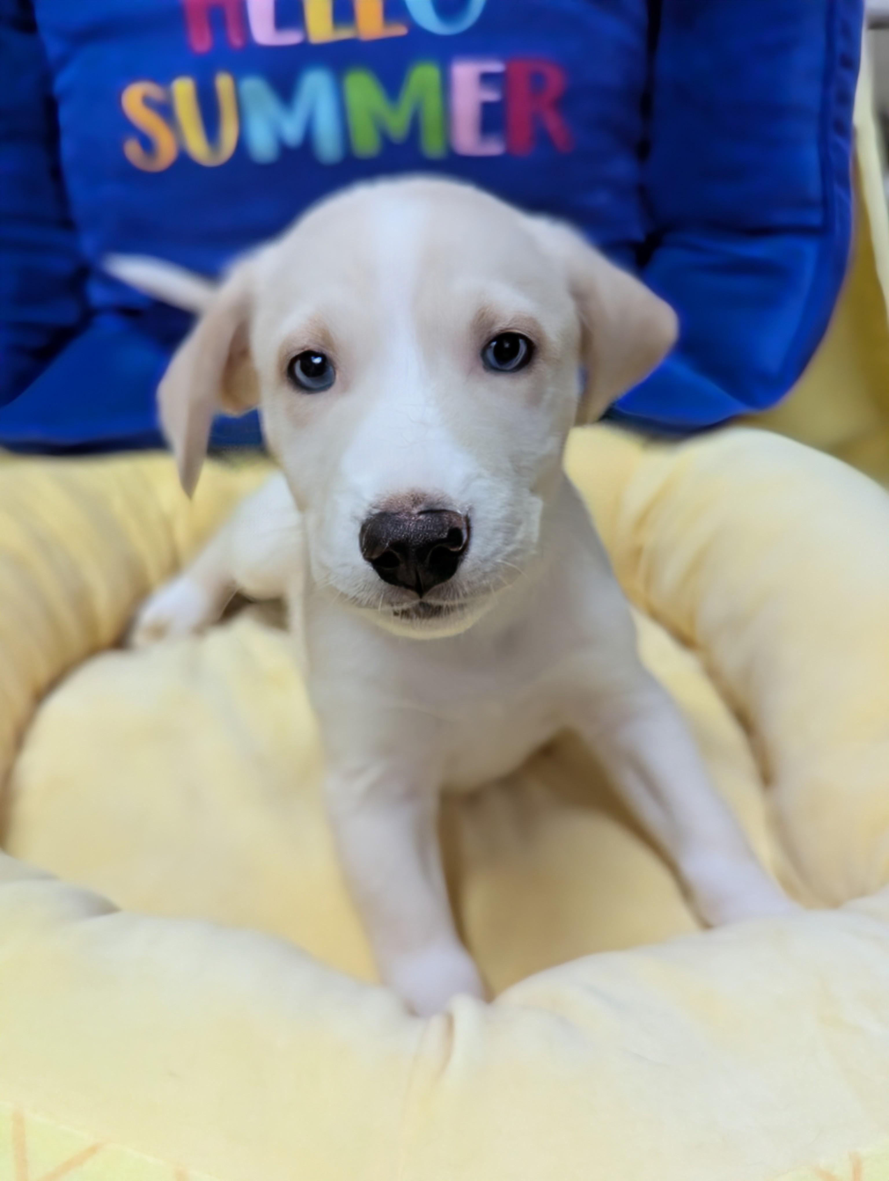 Dog for adoption - Dexter, a Labrador Retriever & Husky Mix in Decatur ...