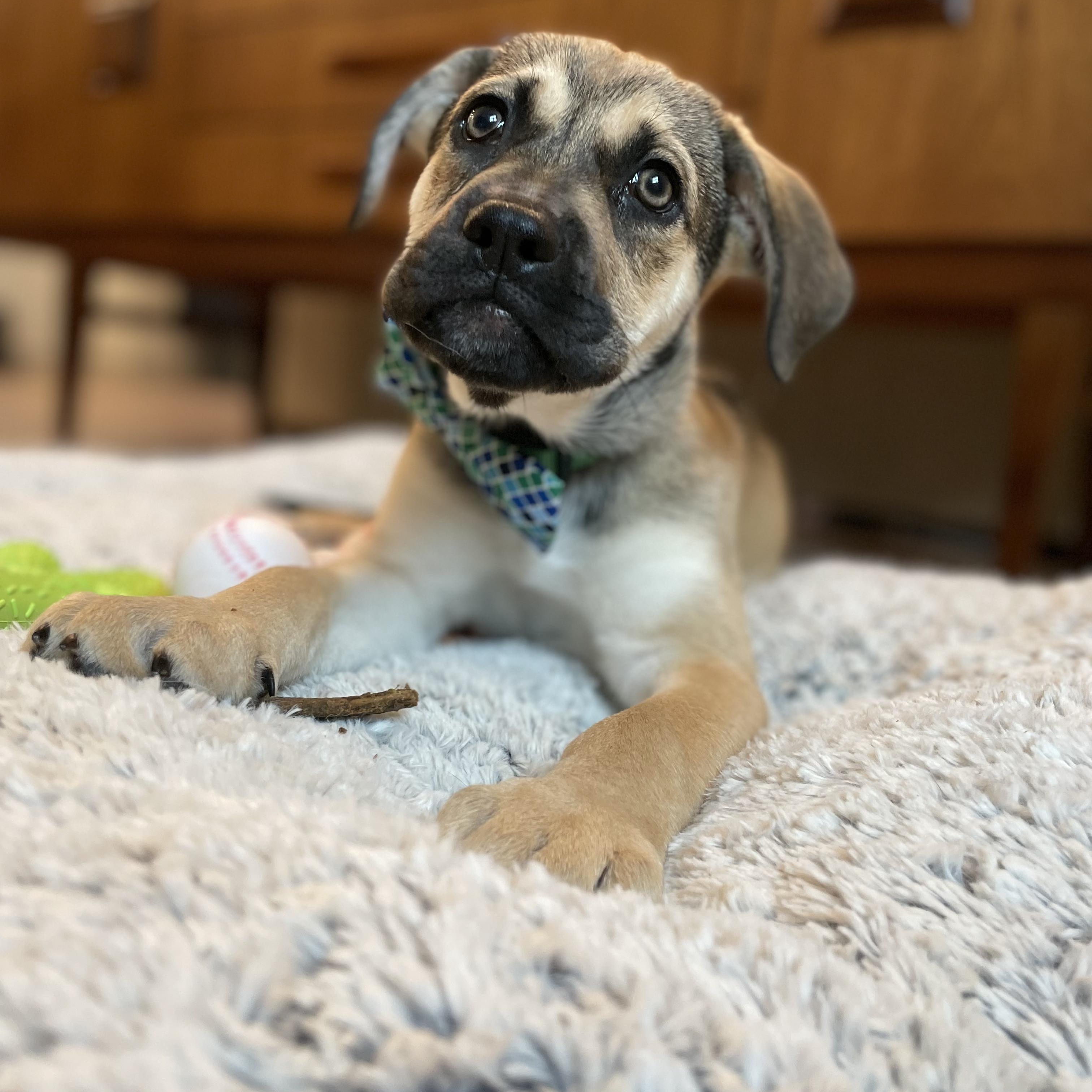 Dog for adoption - Dean , a Retriever & Shepherd Mix in Winchester, VA ...