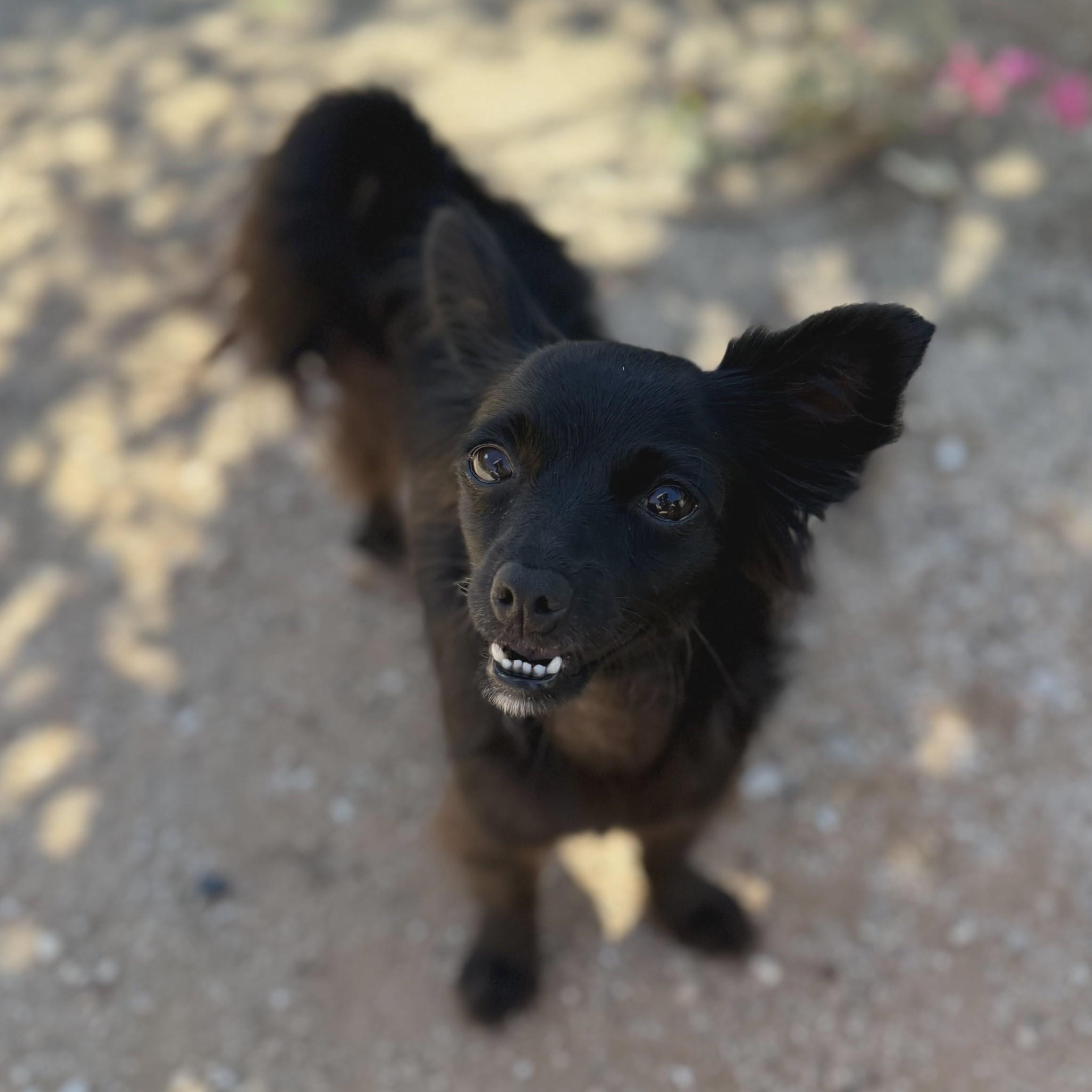 Dog for adoption - Lady, a Russian Toy Dog & Chihuahua Mix in Marana ...