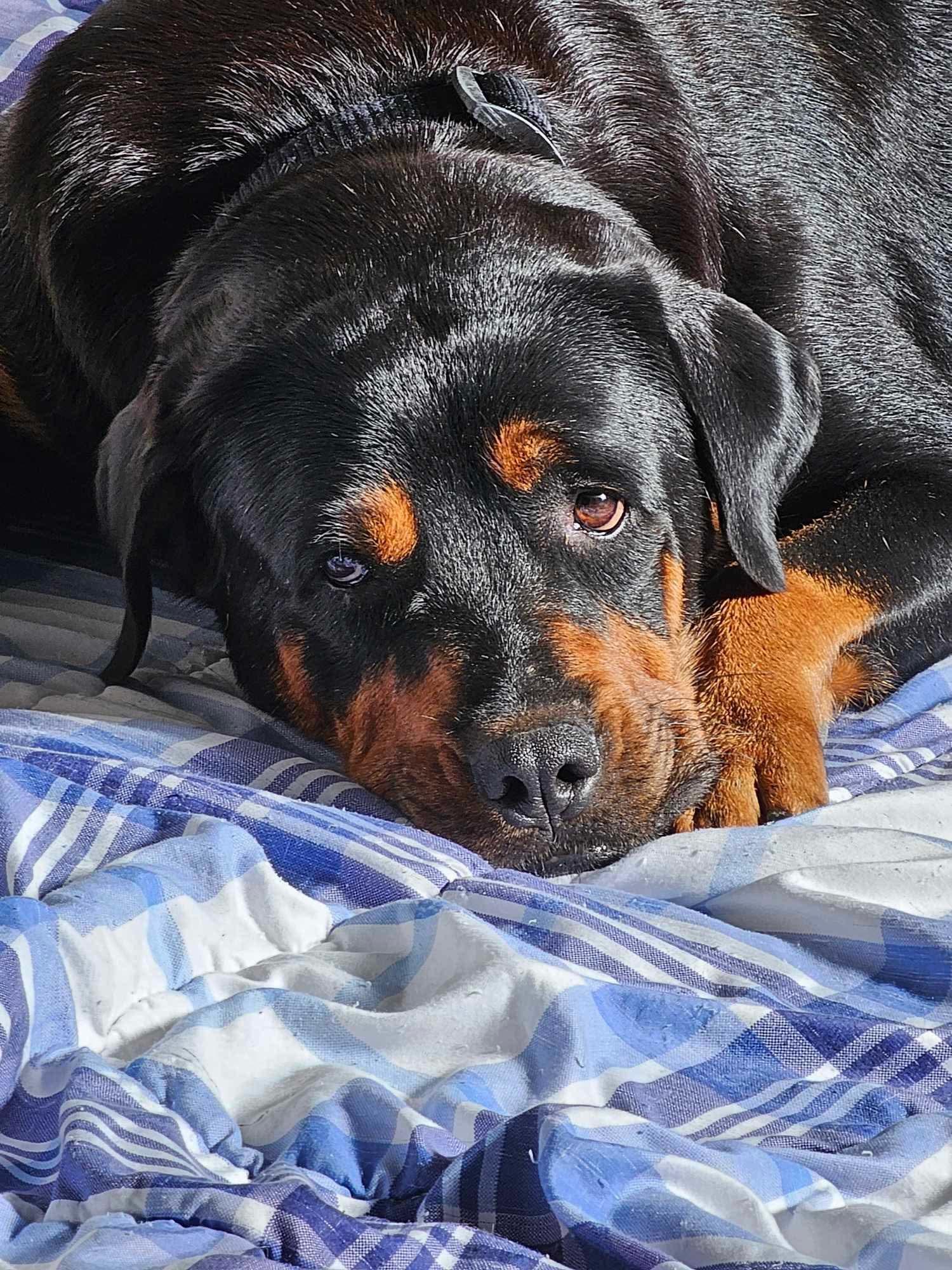 Dog for adoption - Monica, a Rottweiler in clinton, NJ | Petfinder