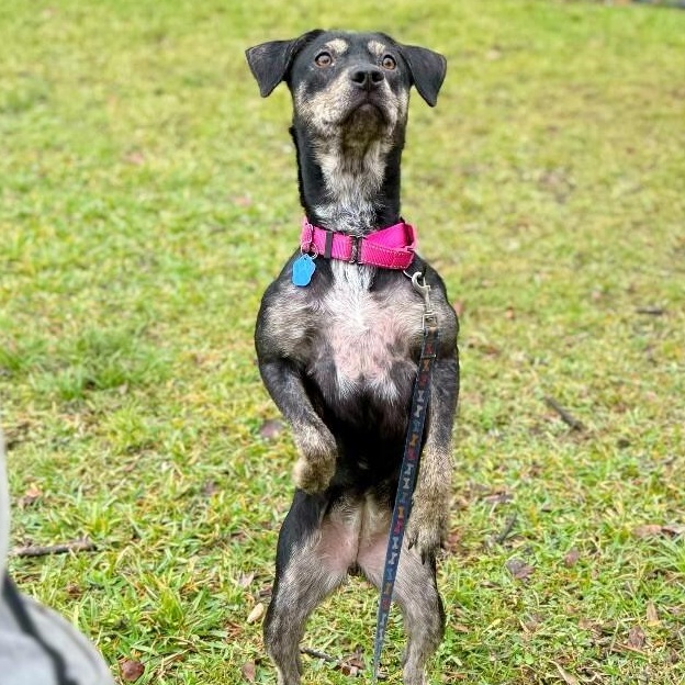 Dog for adoption - Joy Ivy Gentle Sweet Girl, a Hound & Beagle Mix in ...