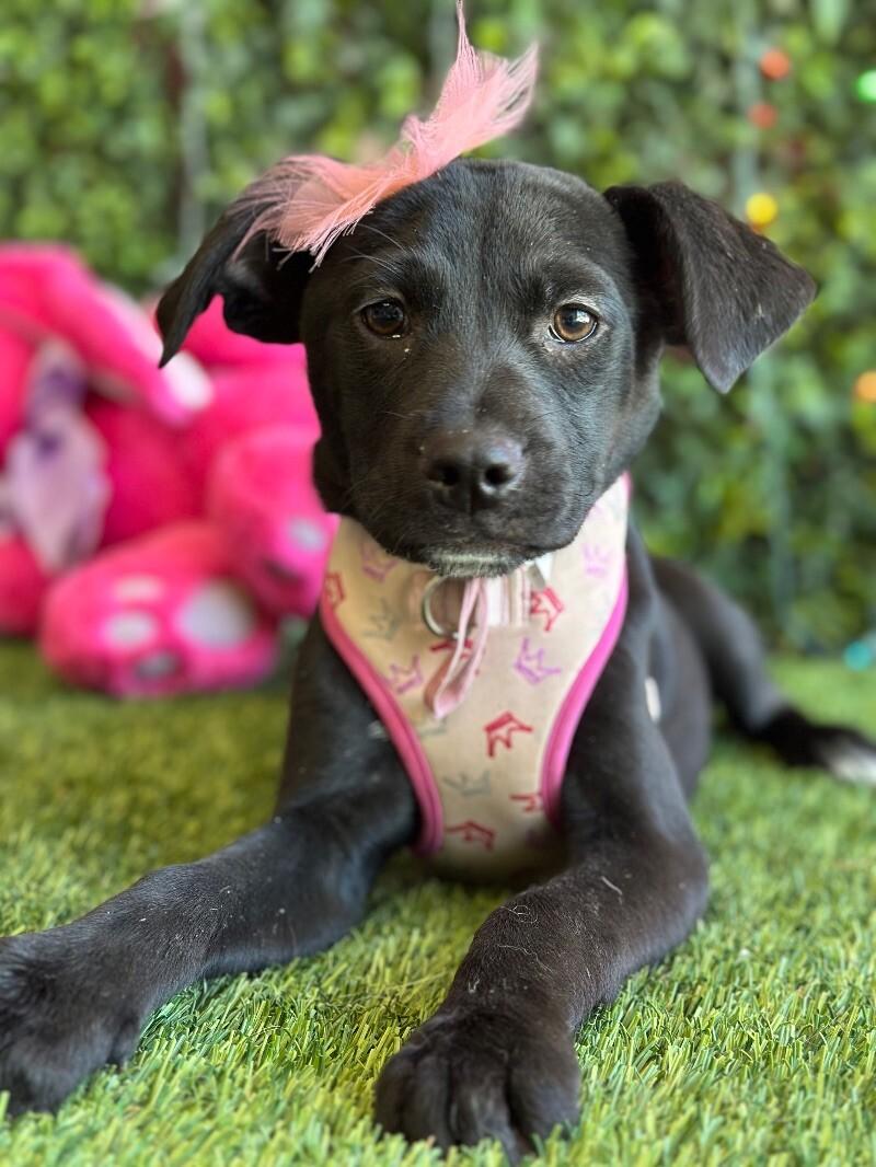 Dog for adoption - Italy, a Black Labrador Retriever Mix in Las Vegas ...