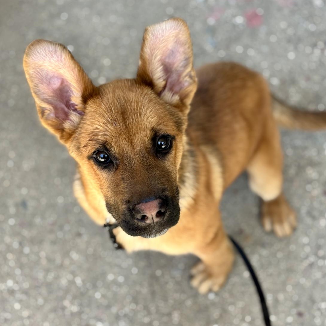 Dog for adoption - Romanov, a German Shepherd Dog Mix in Santa Monica ...