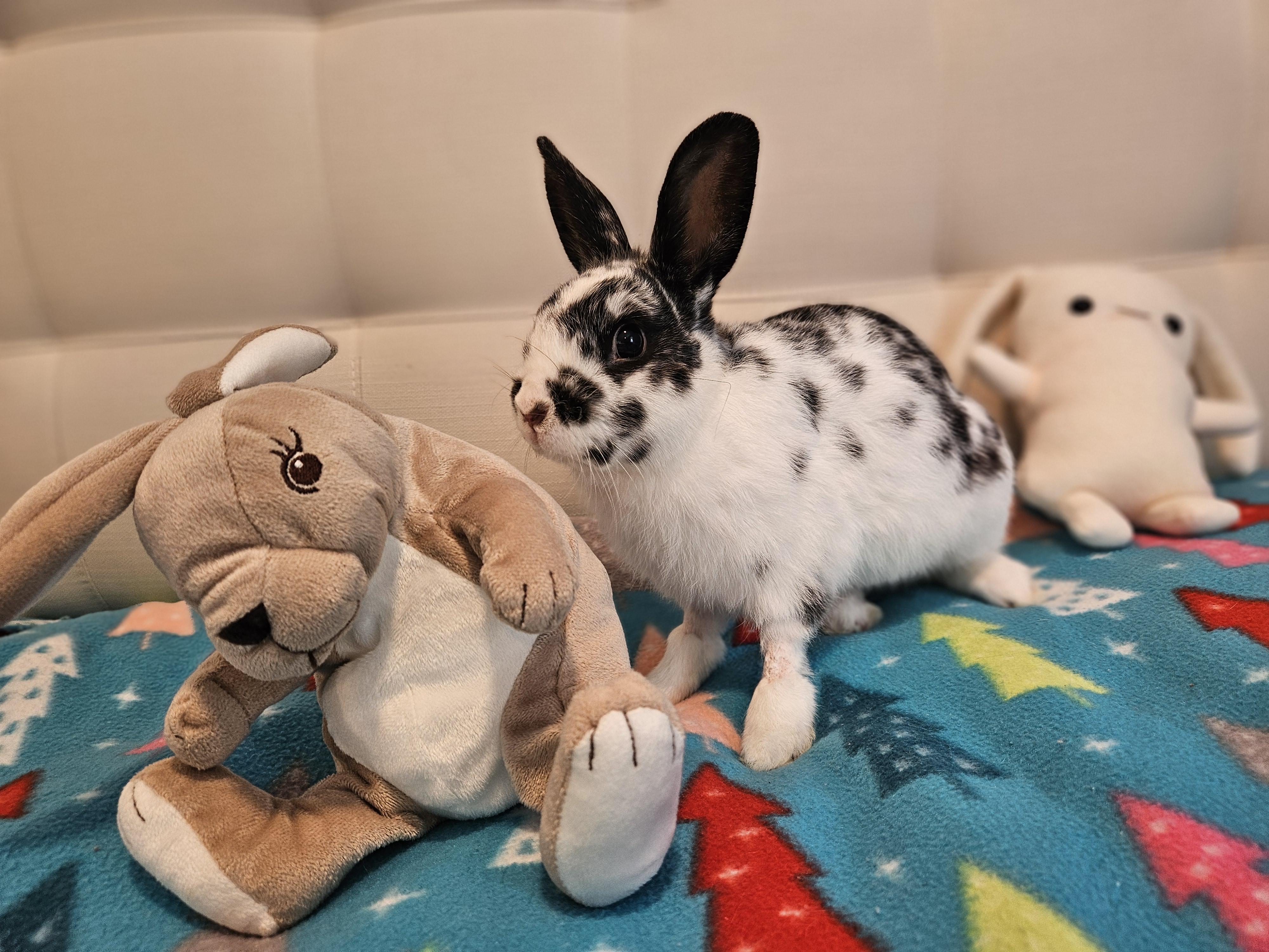 Rabbit for adoption - Speckles, an English Spot & Netherland Dwarf Mix ...