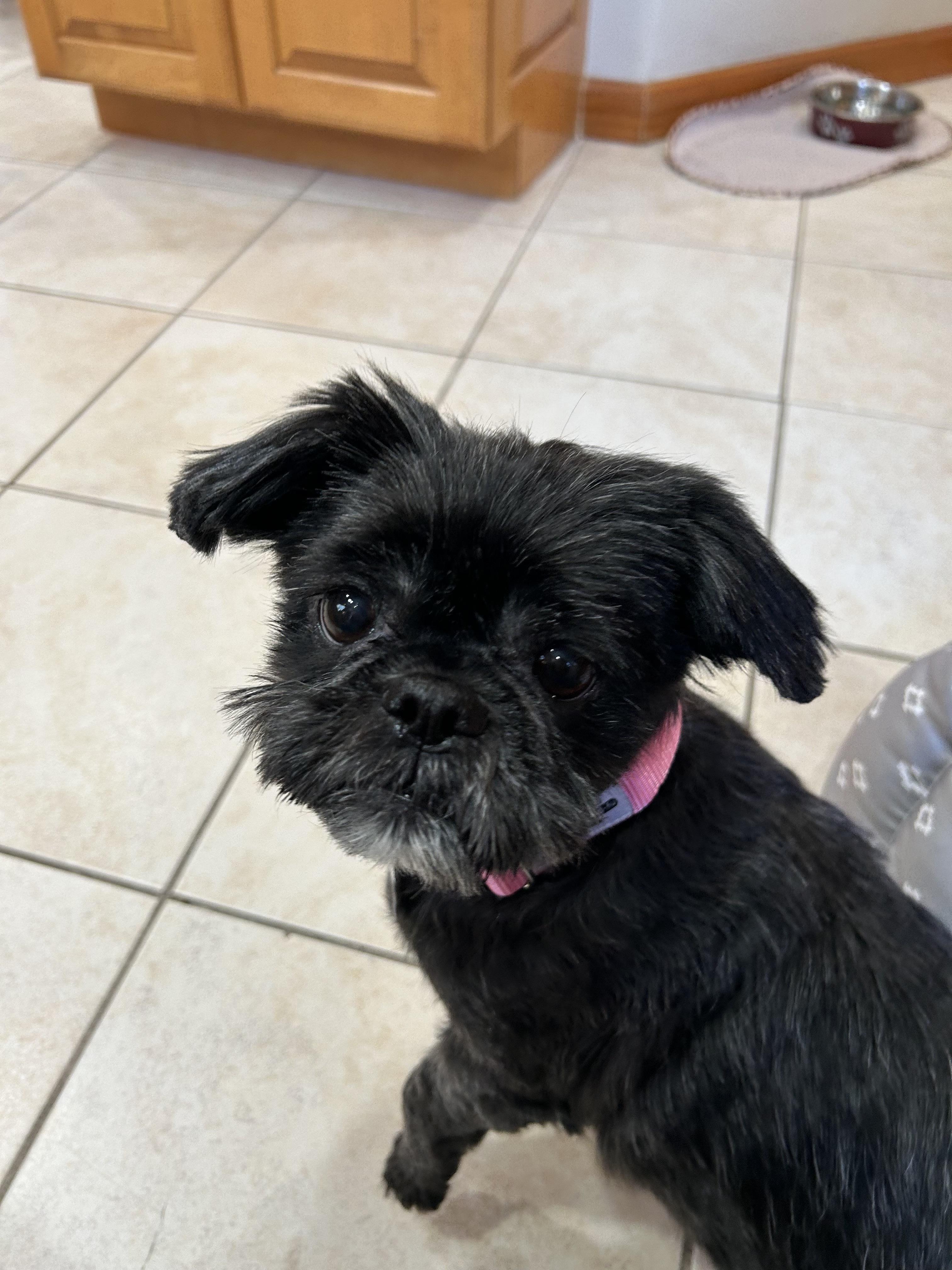 Queen Pinky - Adoptable Pet | Petfinder | Petfinder