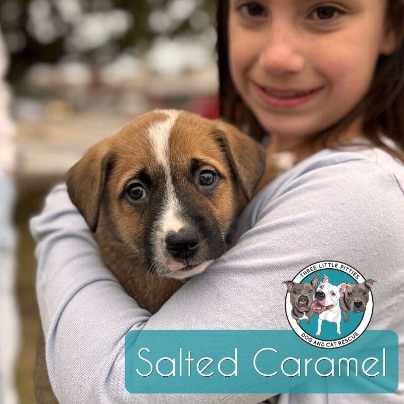 Dog for adoption - Salted Caramel Milkshake, a Border Collie & Labrador ...