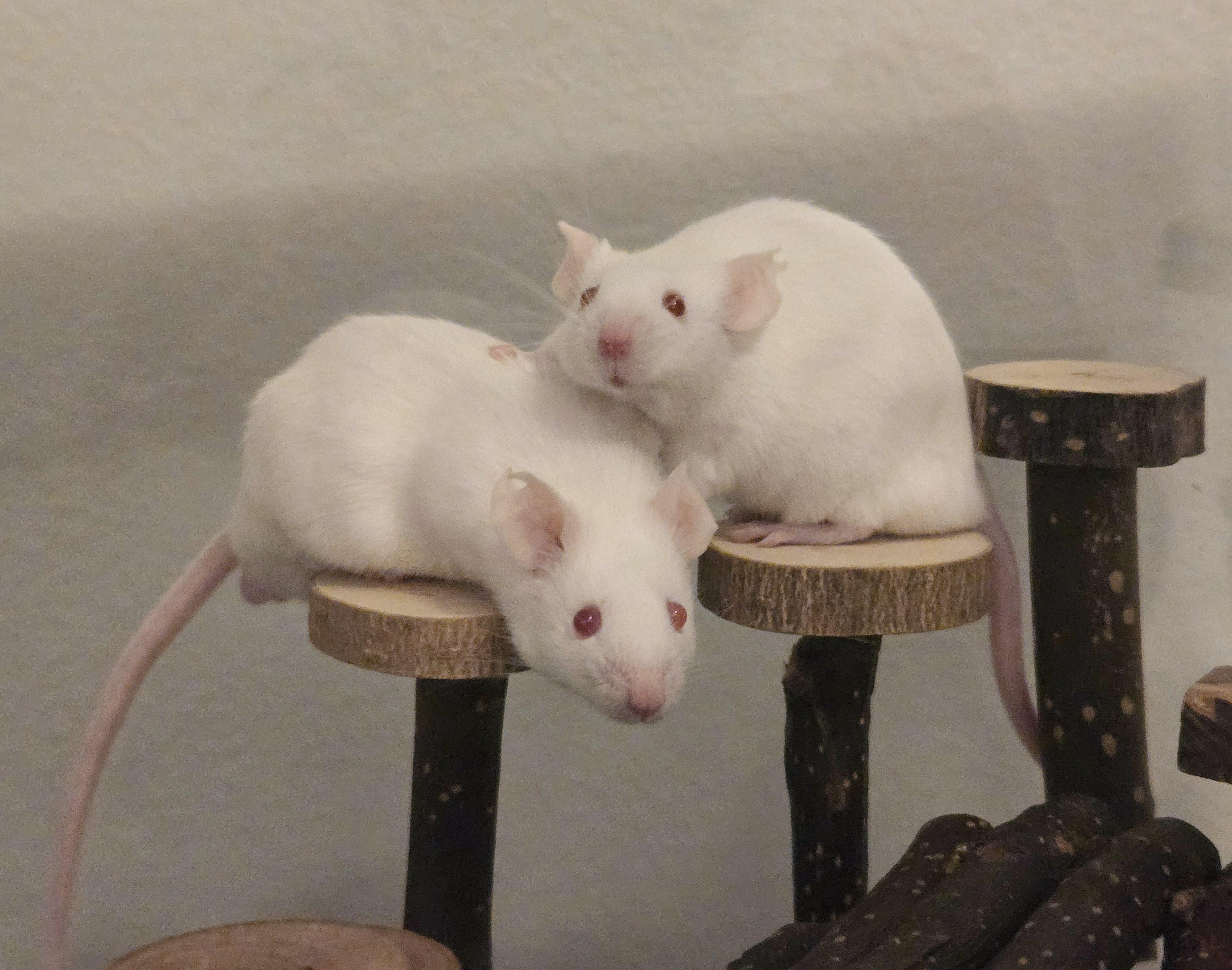 Mouse for adoption - The Girls, a Mouse in Bothell, WA | Petfinder