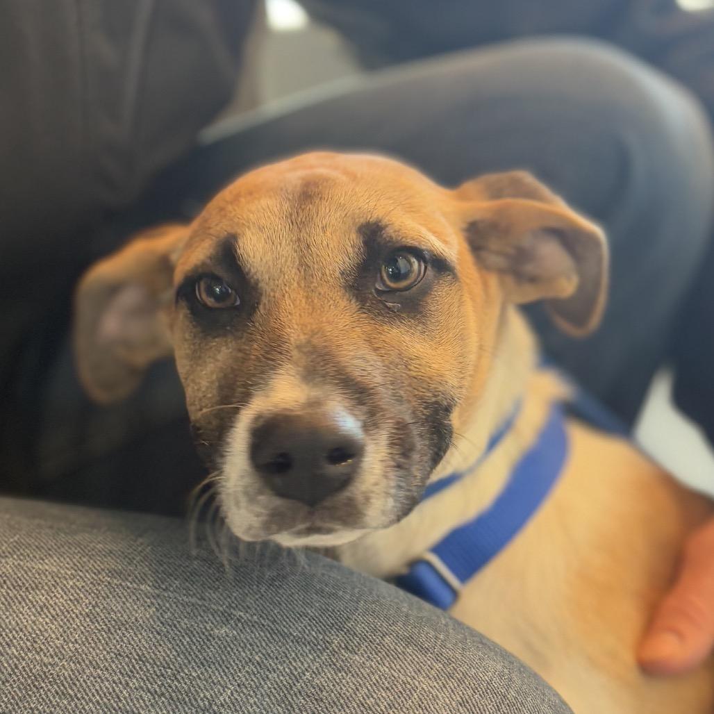 Dog for adoption - Talula, a Jack Russell Terrier & Labrador Retriever ...