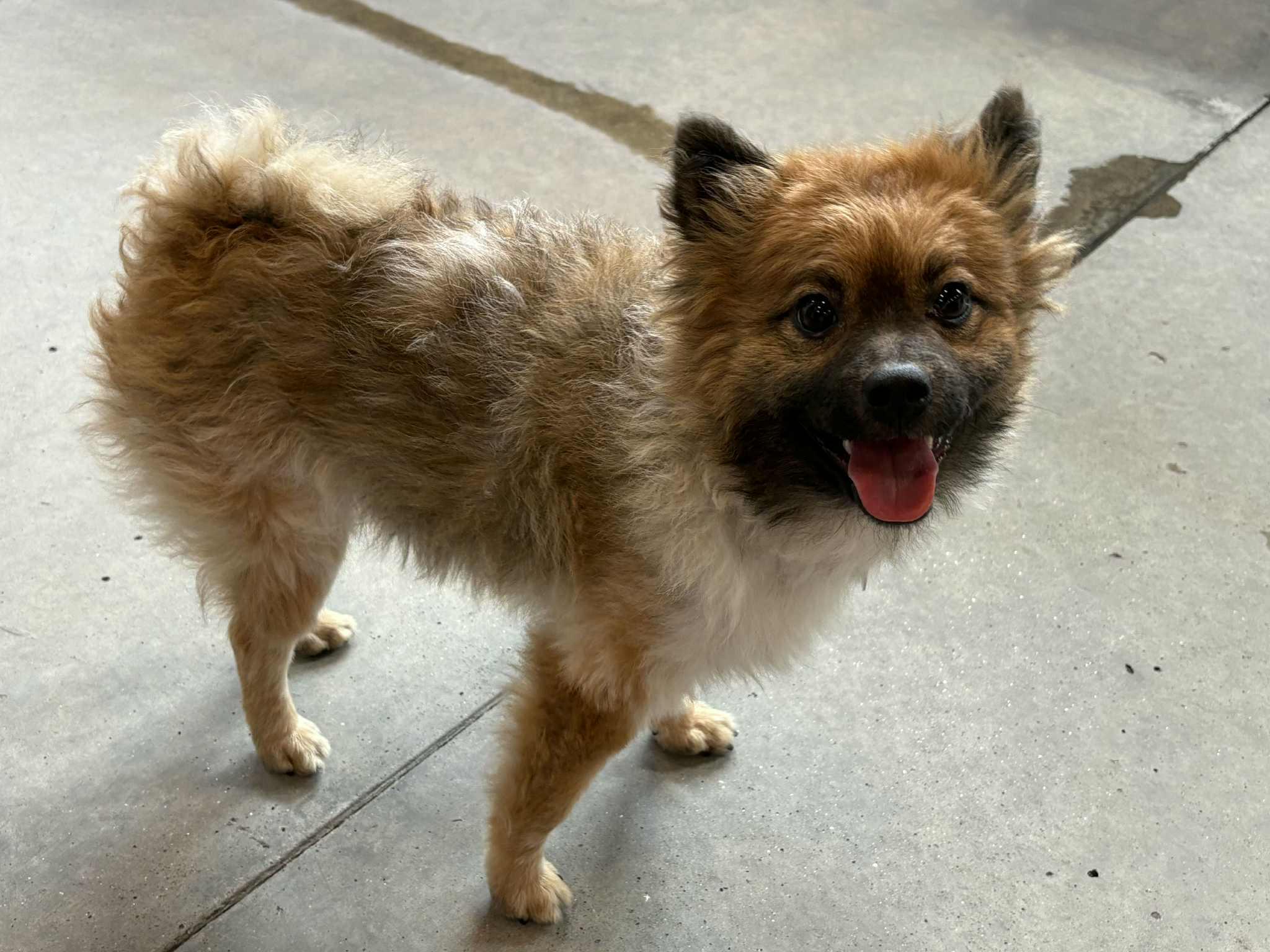 French Fry - Adoptable Pet | Petfinder | Petfinder