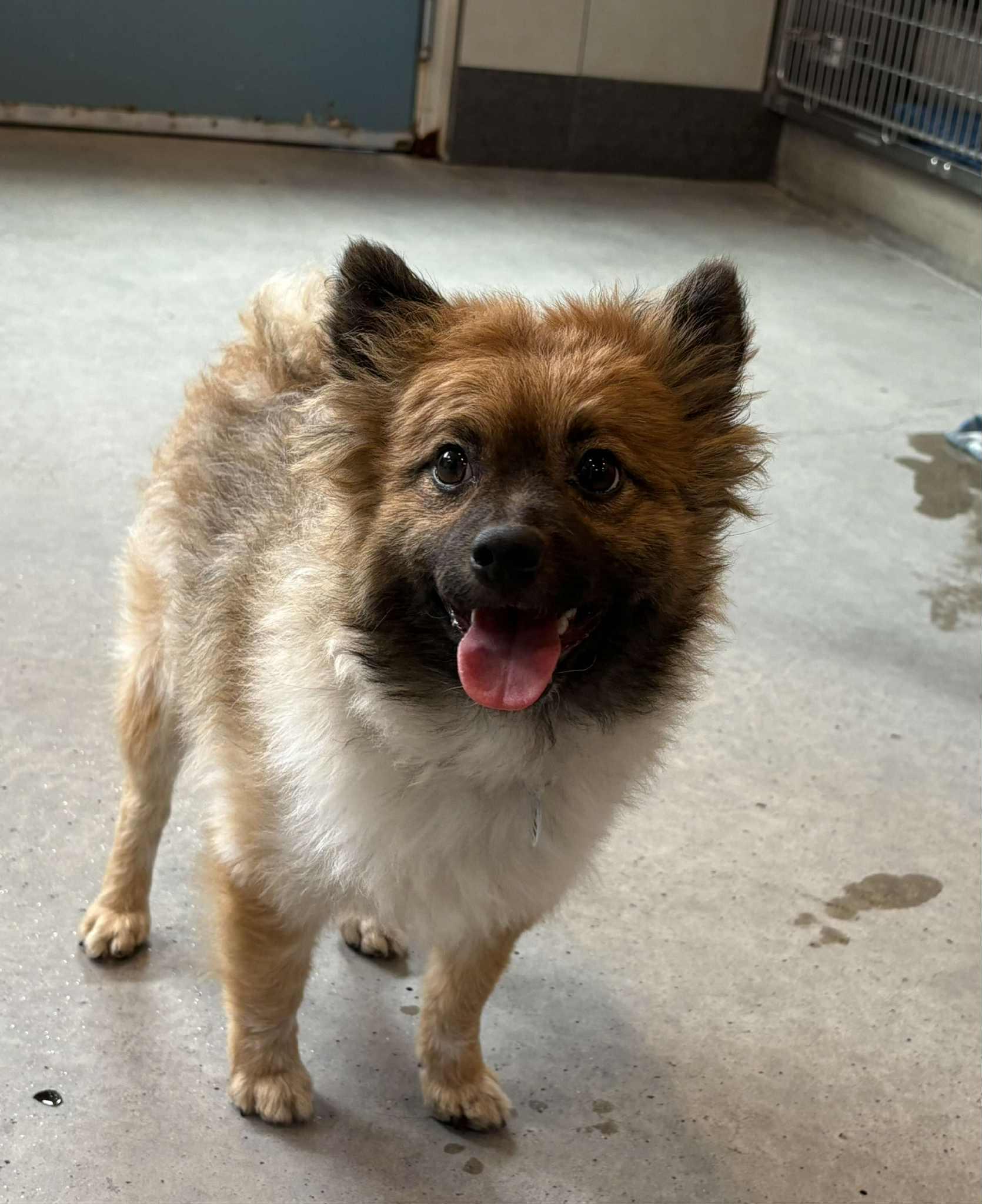 French Fry - Adoptable Pet | Petfinder | Petfinder