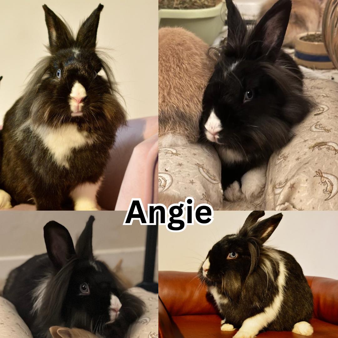 Rabbit for adoption - Angie, a Lionhead in Modesto, CA | Petfinder