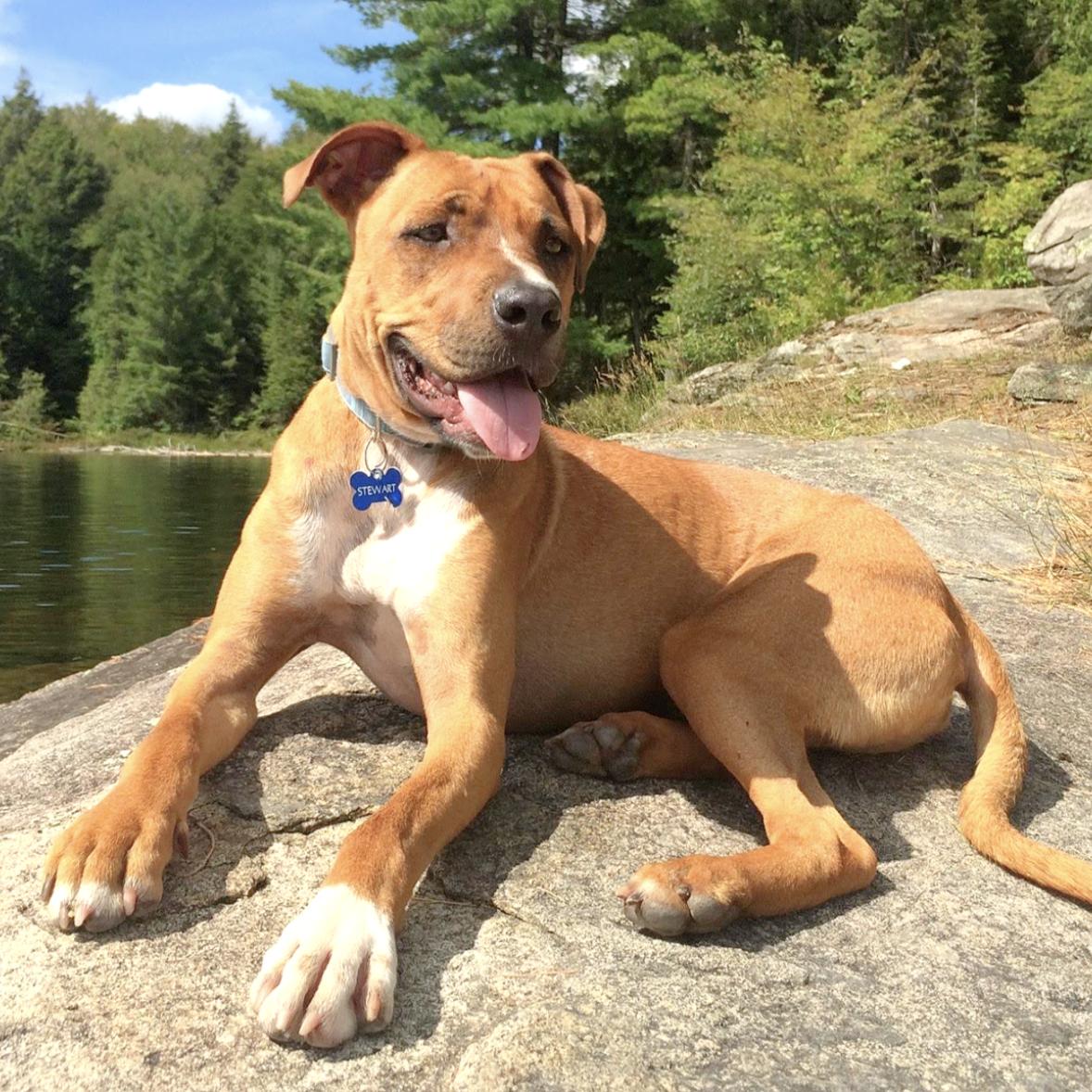 Dog for adoption - Stewie, a Boxer & Hound Mix in Boston, MA | Petfinder