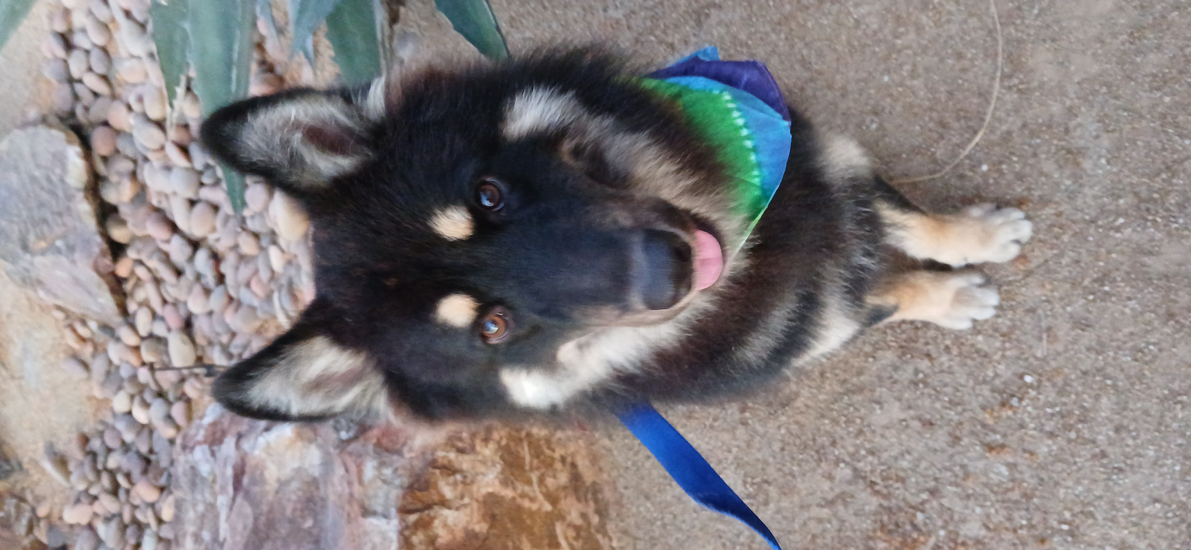 Dog for adoption - Bear, a Siberian Husky & German Shepherd Dog Mix in ...