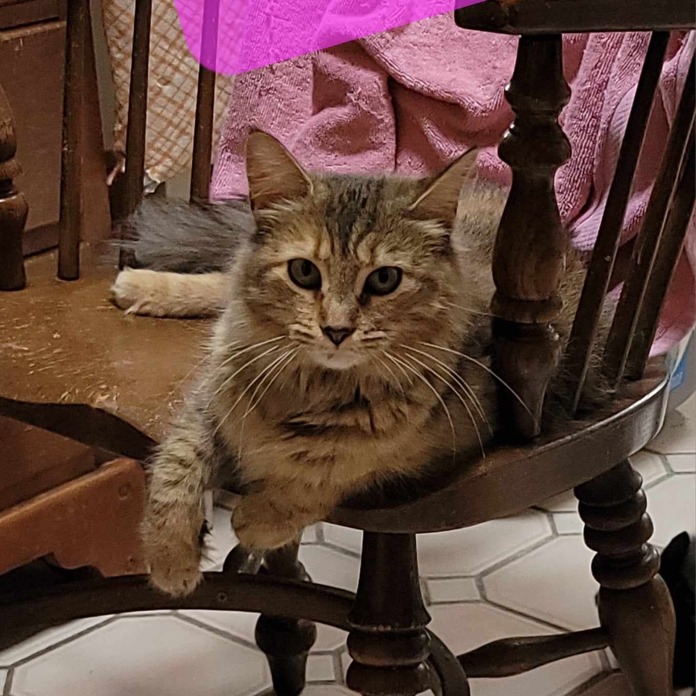 Cat for adoption - Pending Adoption - Foxie, a Domestic Medium Hair in ...