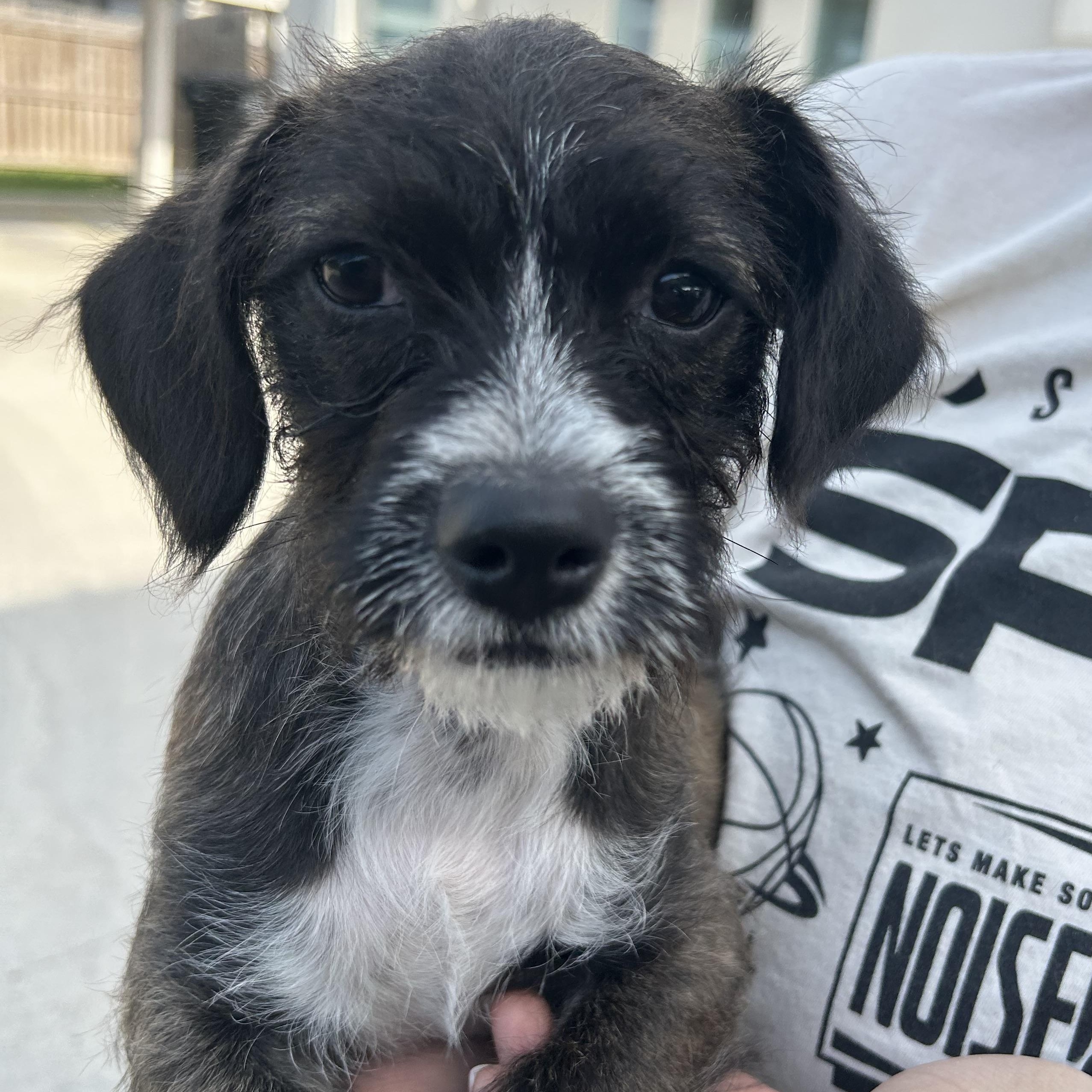 Dog for adoption - Cookie, a Terrier in New Haven, CT | Petfinder