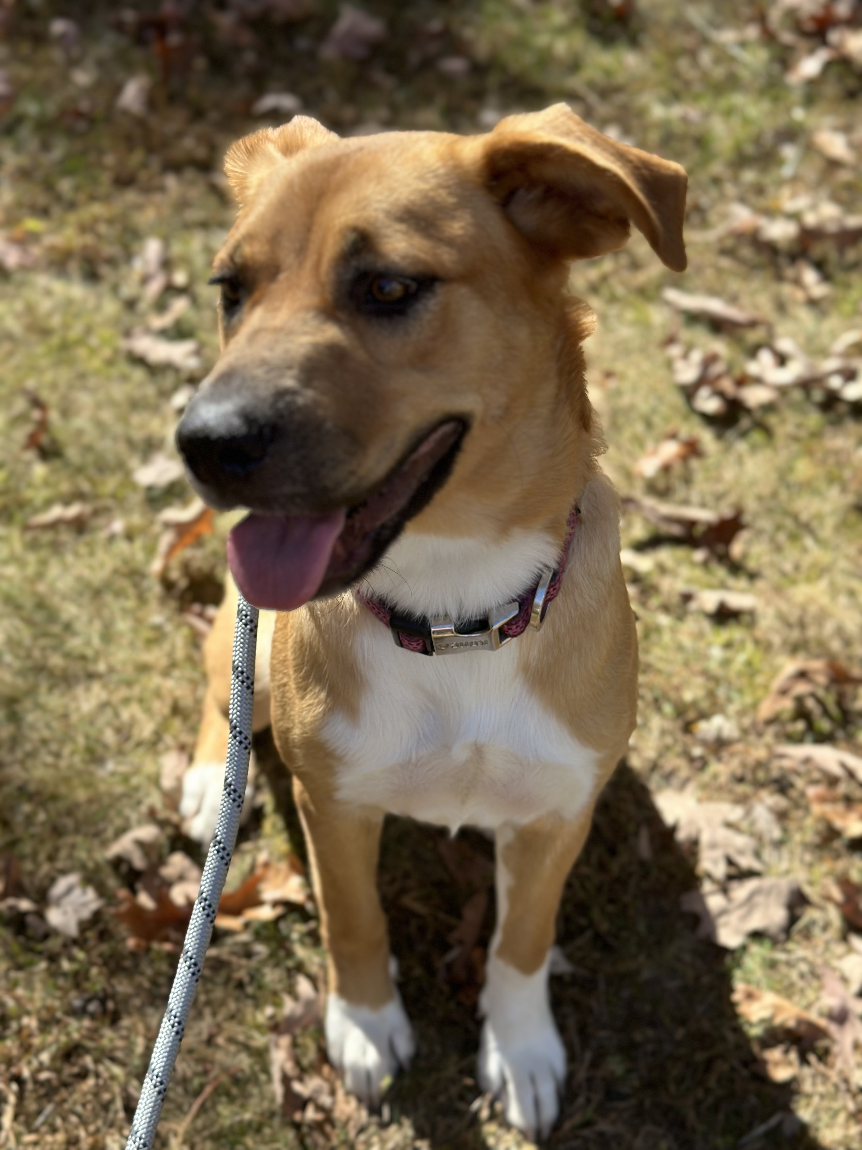 Dog for adoption - Kai, an American Foxhound & Labrador Retriever Mix ...