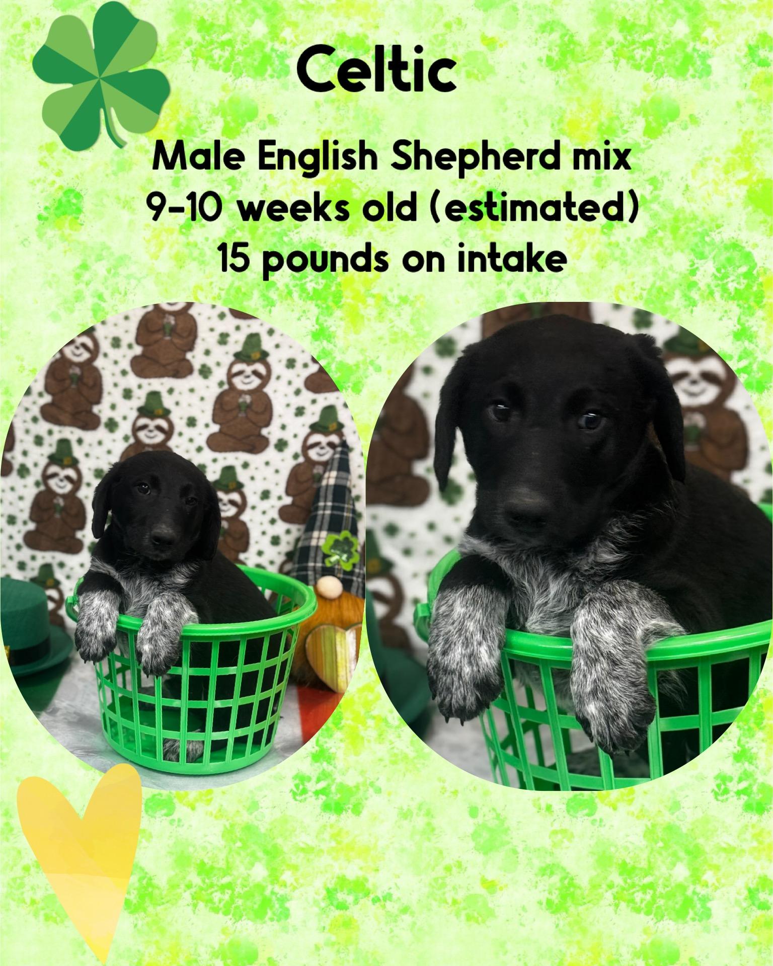 Dog for adoption - Celtic, an English Shepherd Mix in Manchester, CT ...