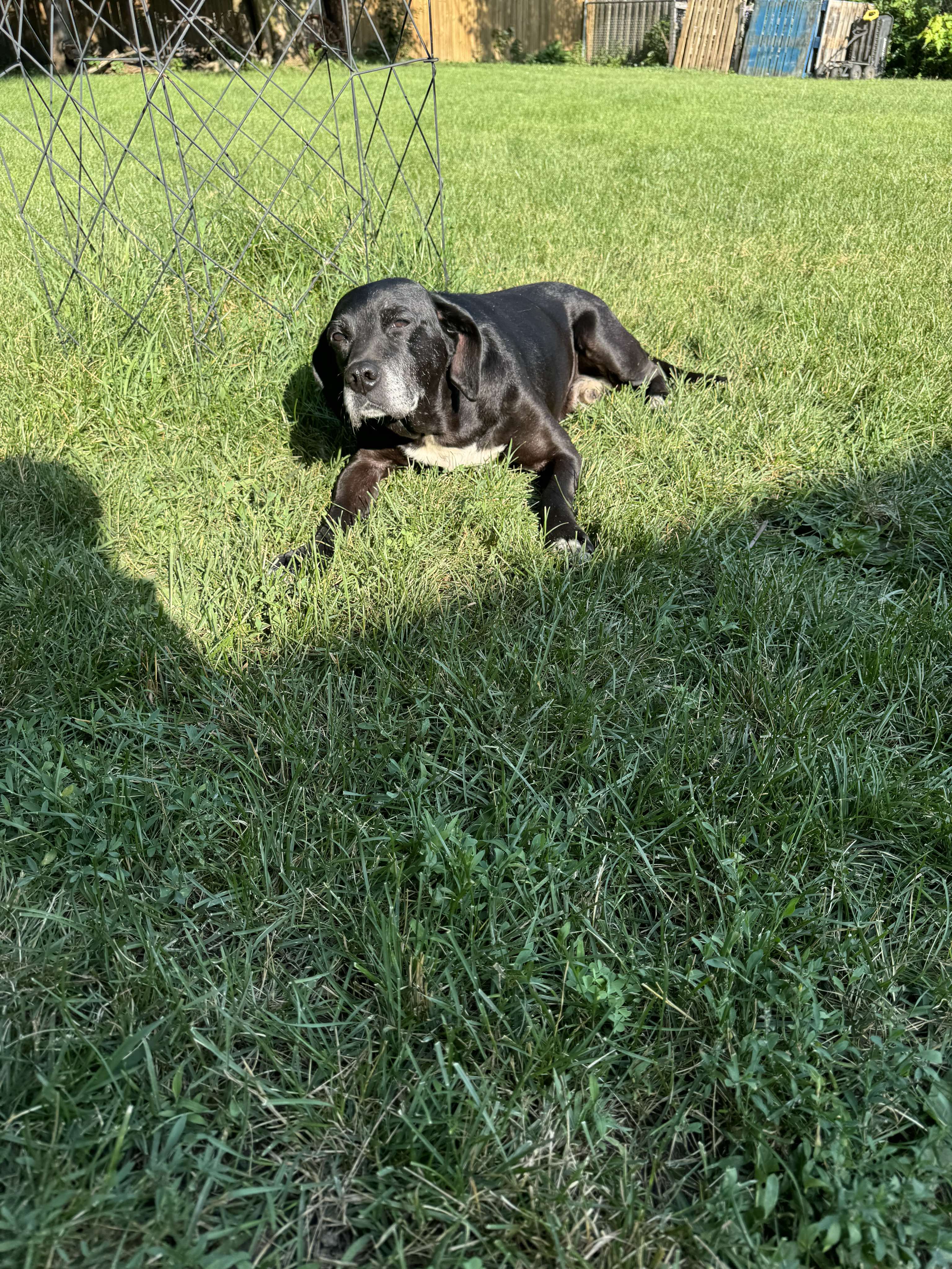 Dog for adoption - Sam, a Black Labrador Retriever in Aurora, IL | Petfinder