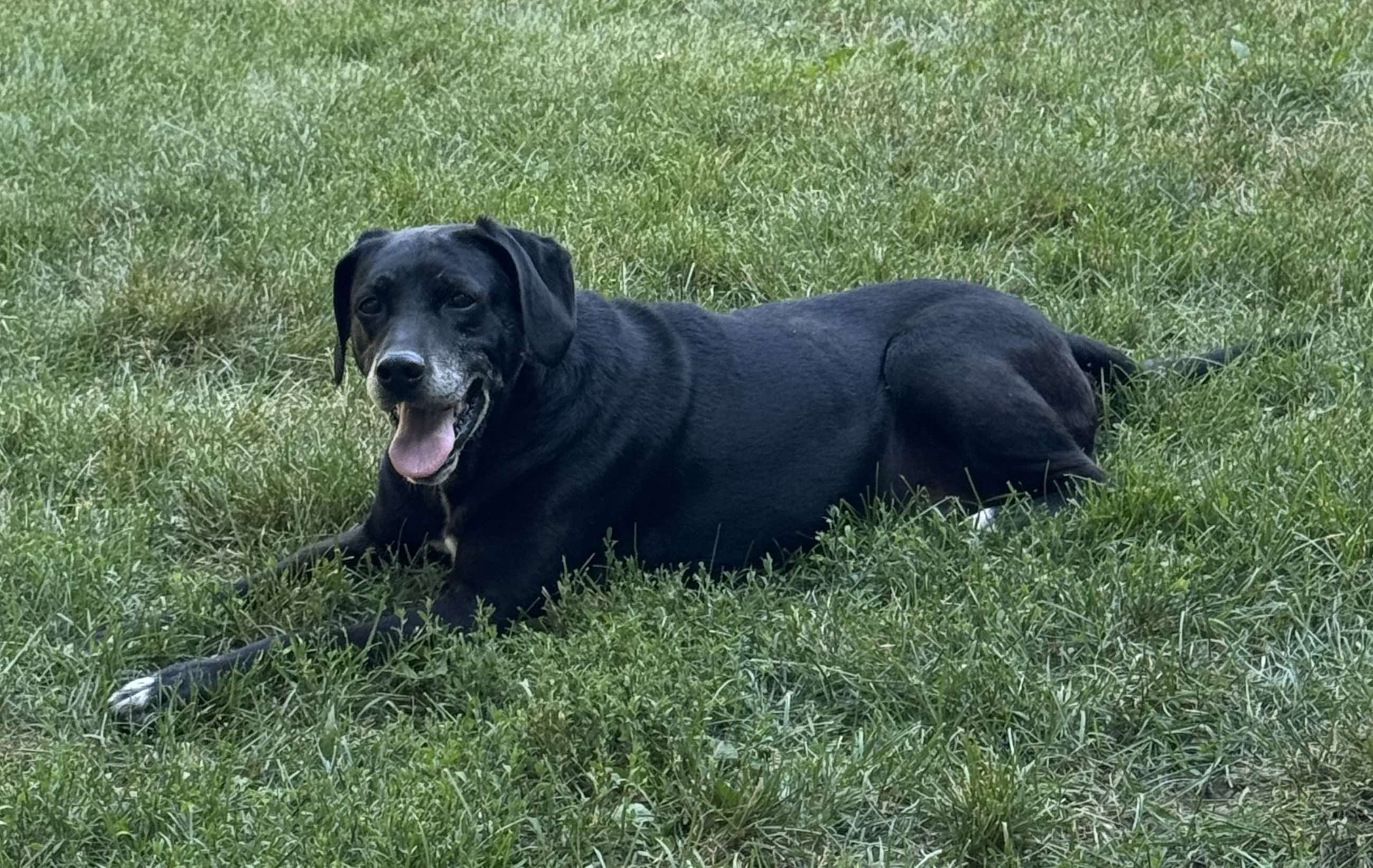 Dog for adoption - Sam, a Black Labrador Retriever in Aurora, IL | Petfinder