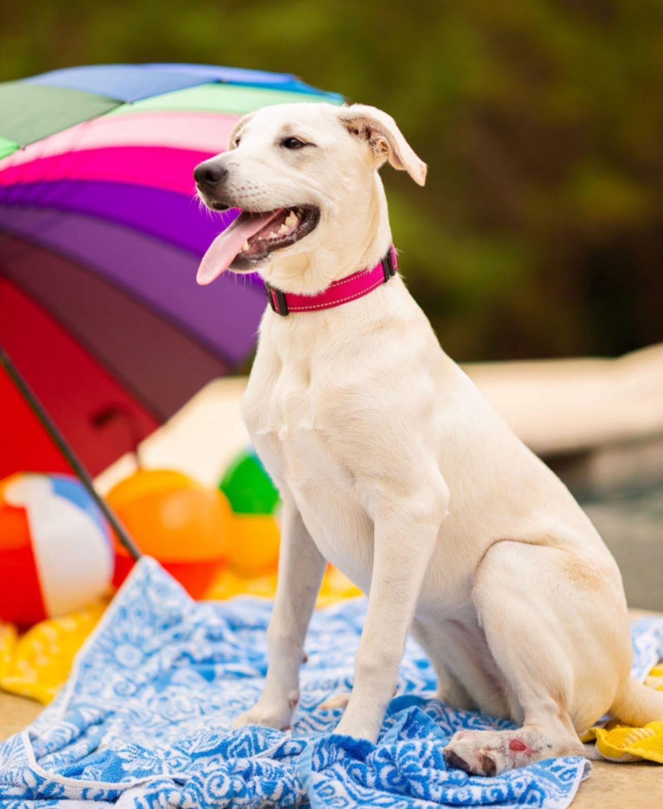 Dog for adoption - Daisy, a Labrador Retriever Mix in Rockwall, TX ...