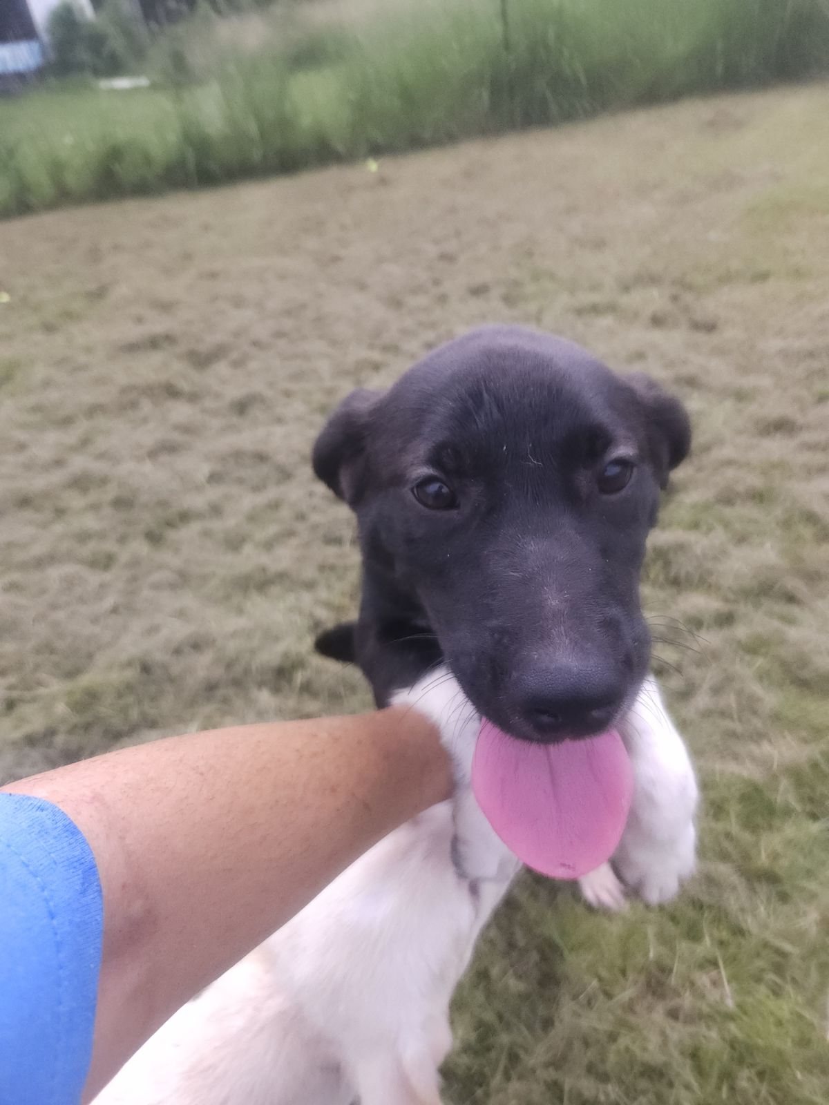 Dog for adoption - Runt, a Great Pyrenees & Black Labrador Retriever ...