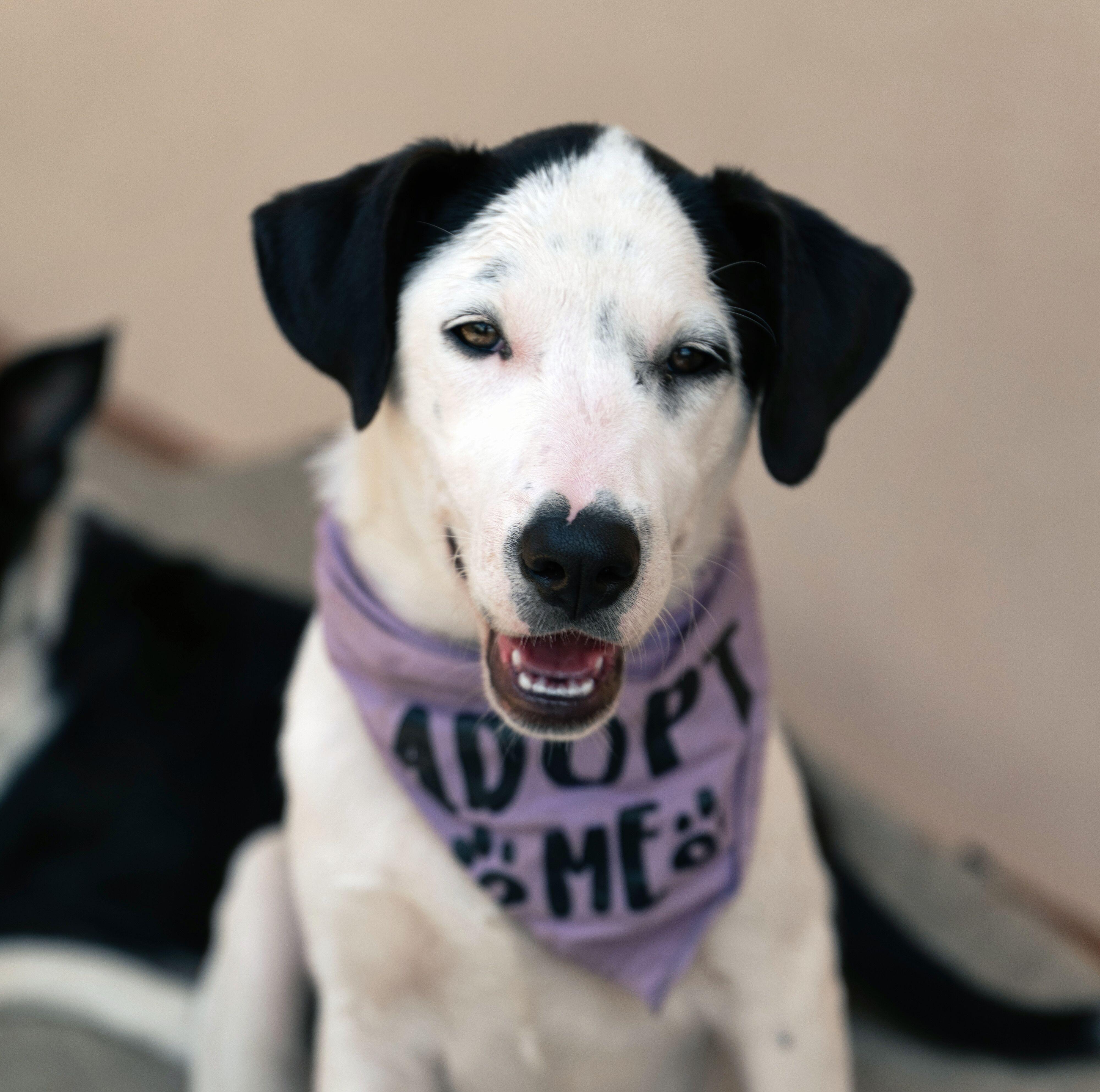 Dog for adoption - Pico, a Xoloitzcuintli / Mexican Hairless Mix in ...