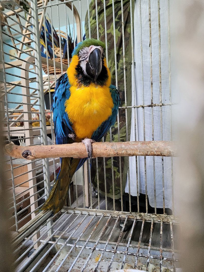 Parrot for adoption - Pepe, a Macaw in Concord, CA | Petfinder